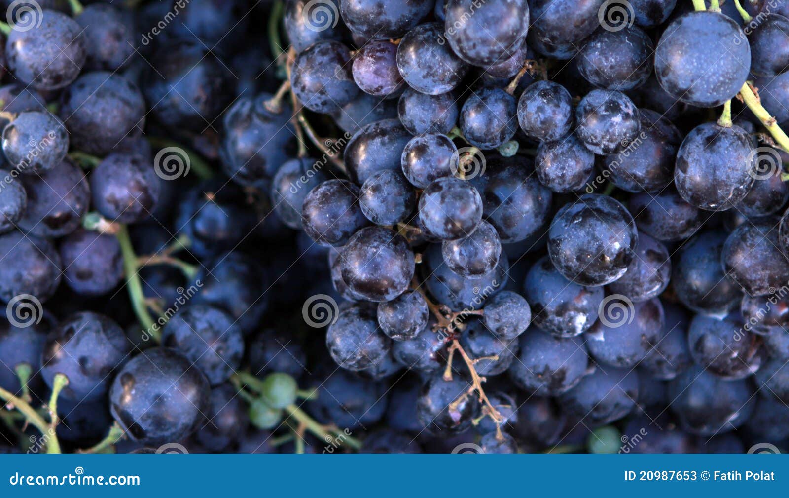 Black grape stock image. Image of grape, market, black - 20987653