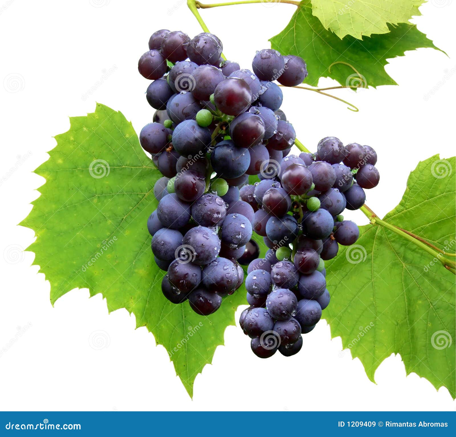 Black grape 3 stock image. Image of vine, nature, grape - 1209409