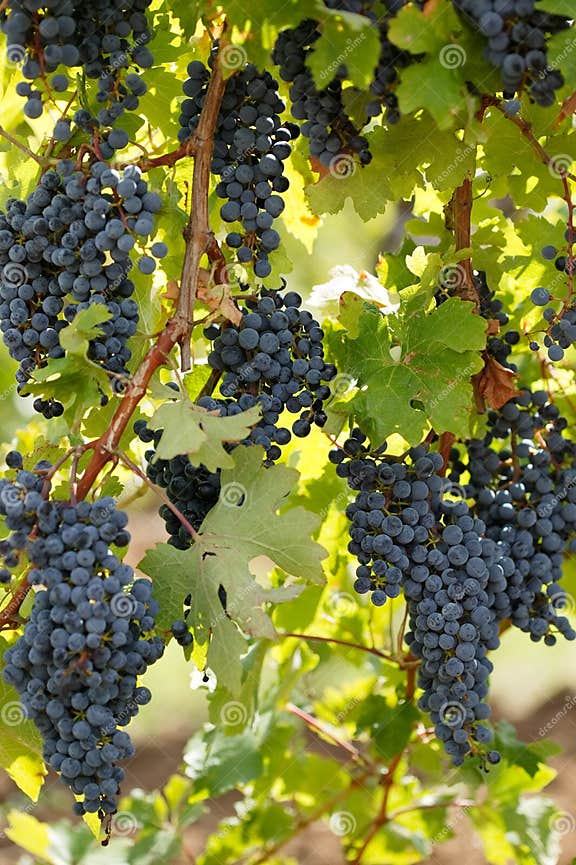 Black Grape Cabernet Sauvignon Stock Photo - Image of crops, autumn ...
