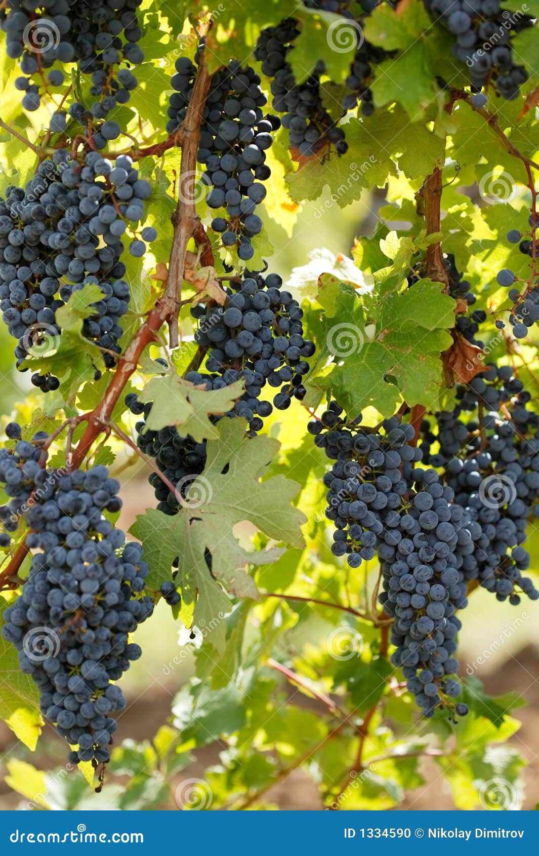 Black grape vine stock photo. Image of merlot, vine, cabernet - 1334590
