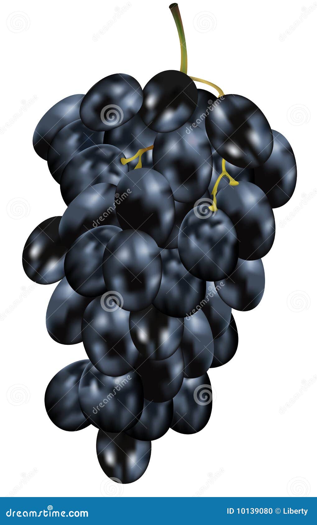 Black Grapes stock vector. Illustration of realistic - 10139080