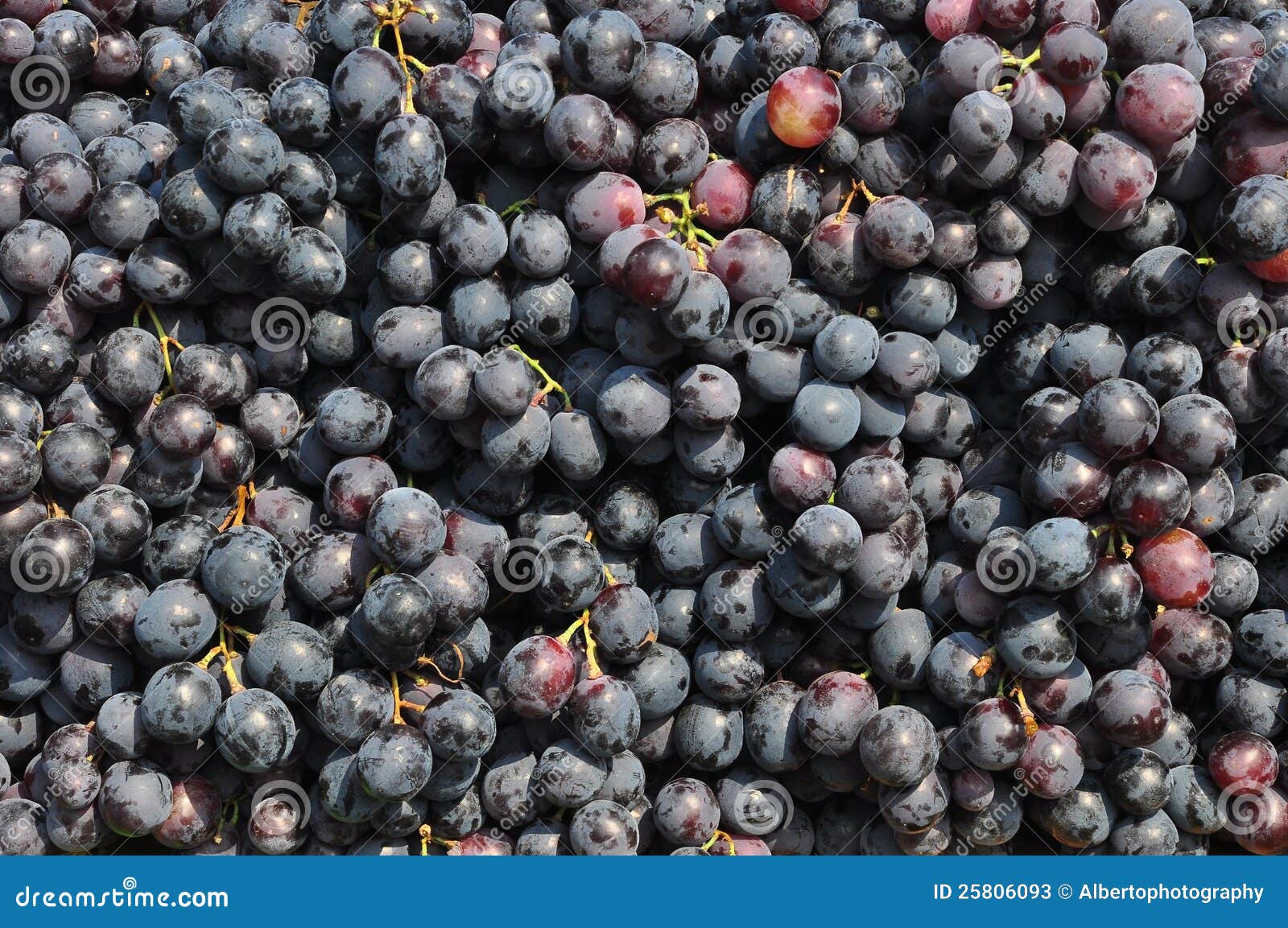 Black grapes stock image. Image of farm, background, glowing - 25806093