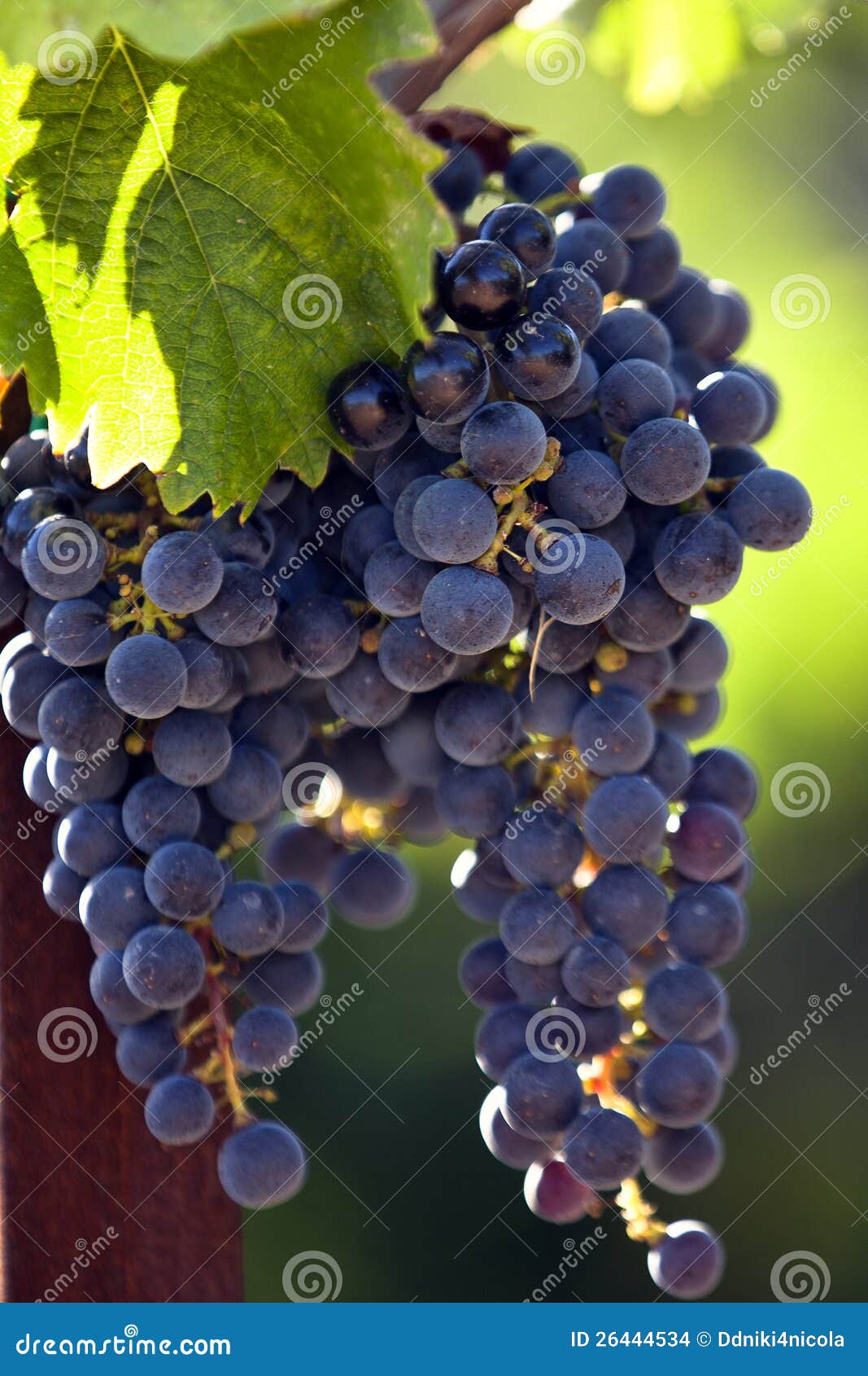 Black Grapes At Dawn Ready For Harvest Royalty-Free Stock Photography ...