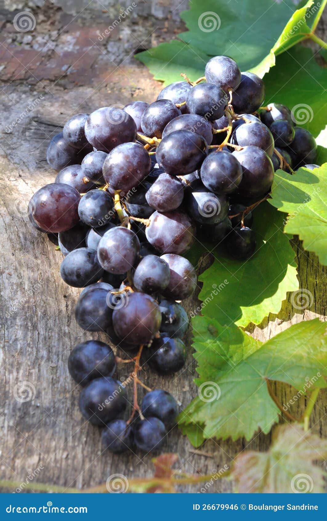 Black grapes stock photo. Image of bunch, muscat, leaves - 26679946