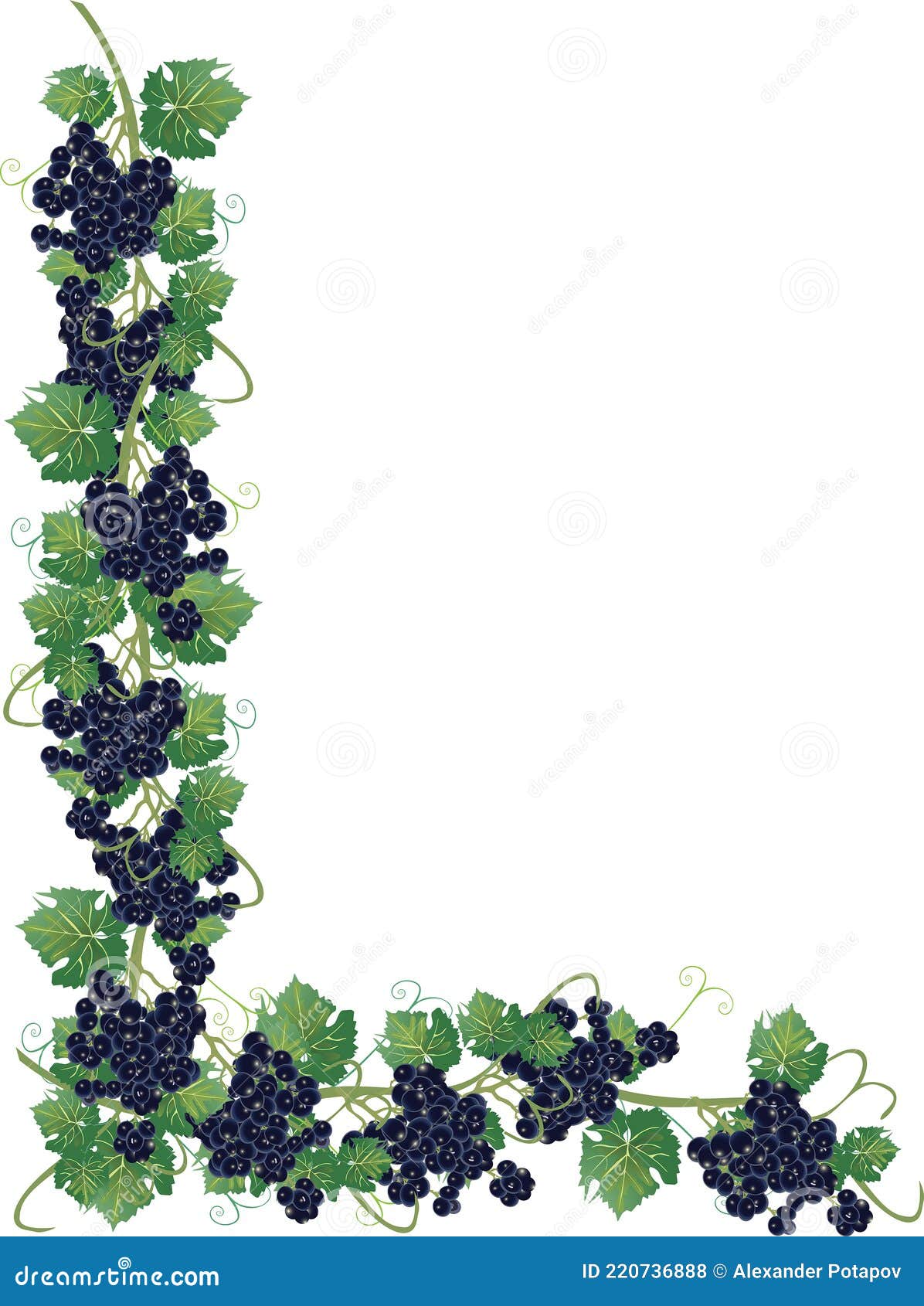 Black Grapes Corner with Leaves on White Background Stock Vector ...