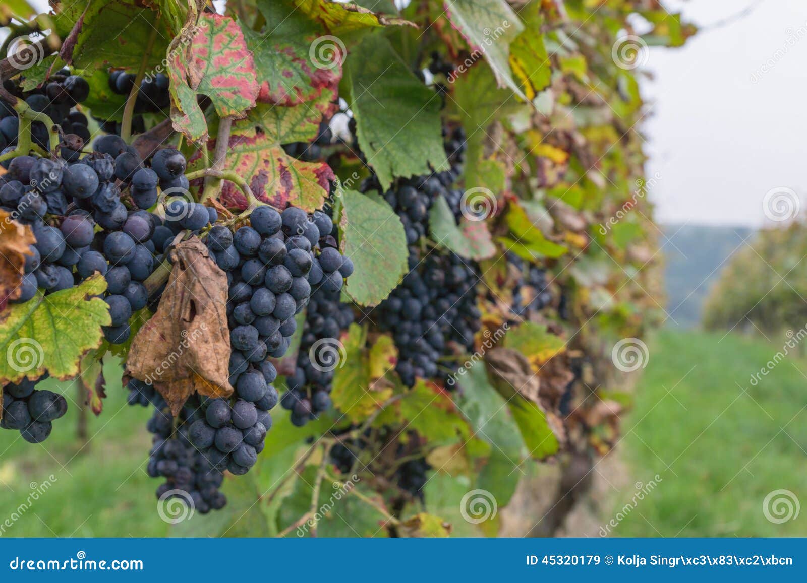 Black grapes stock image. Image of land, grapes, diet - 45320179