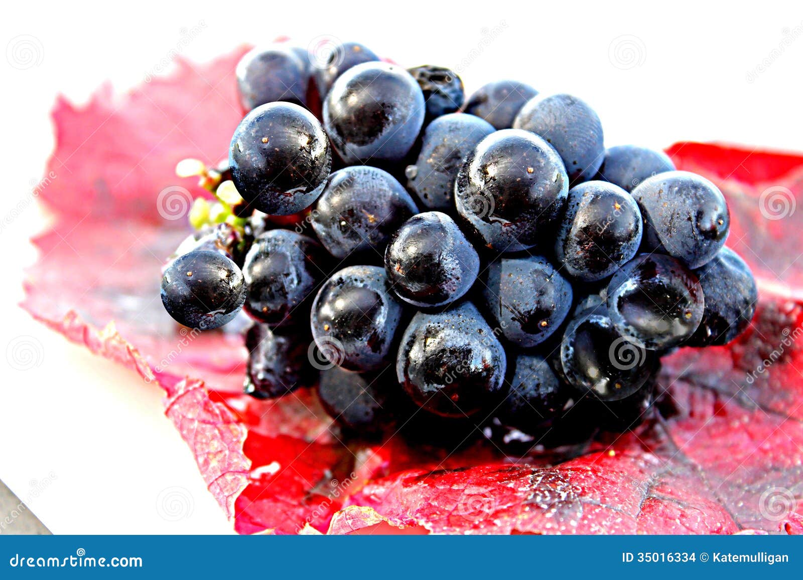 Black Grapes on Red Grapeleaf Stock Photo - Image of grapes, seasonal ...