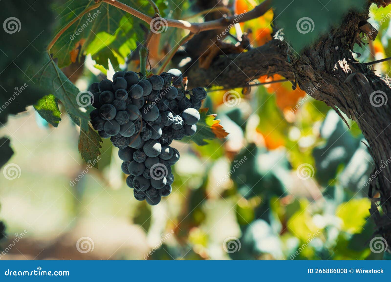 Black Grapes on a Tree Branch Stock Photo - Image of bunch, garden: 266886008