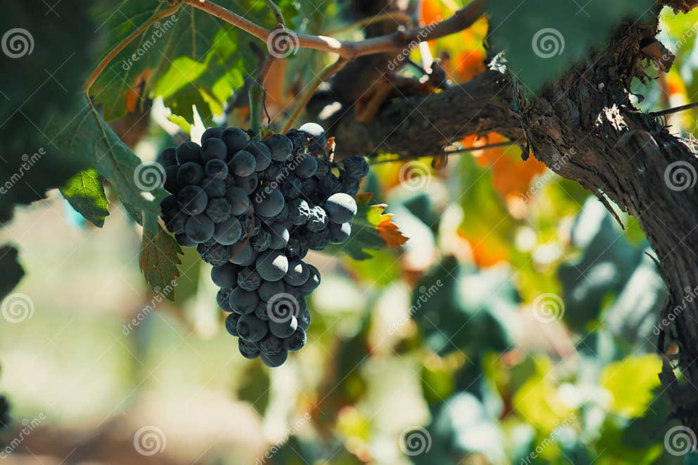 Black Grapes on a Tree Branch Stock Photo - Image of bunch, garden: 266886008