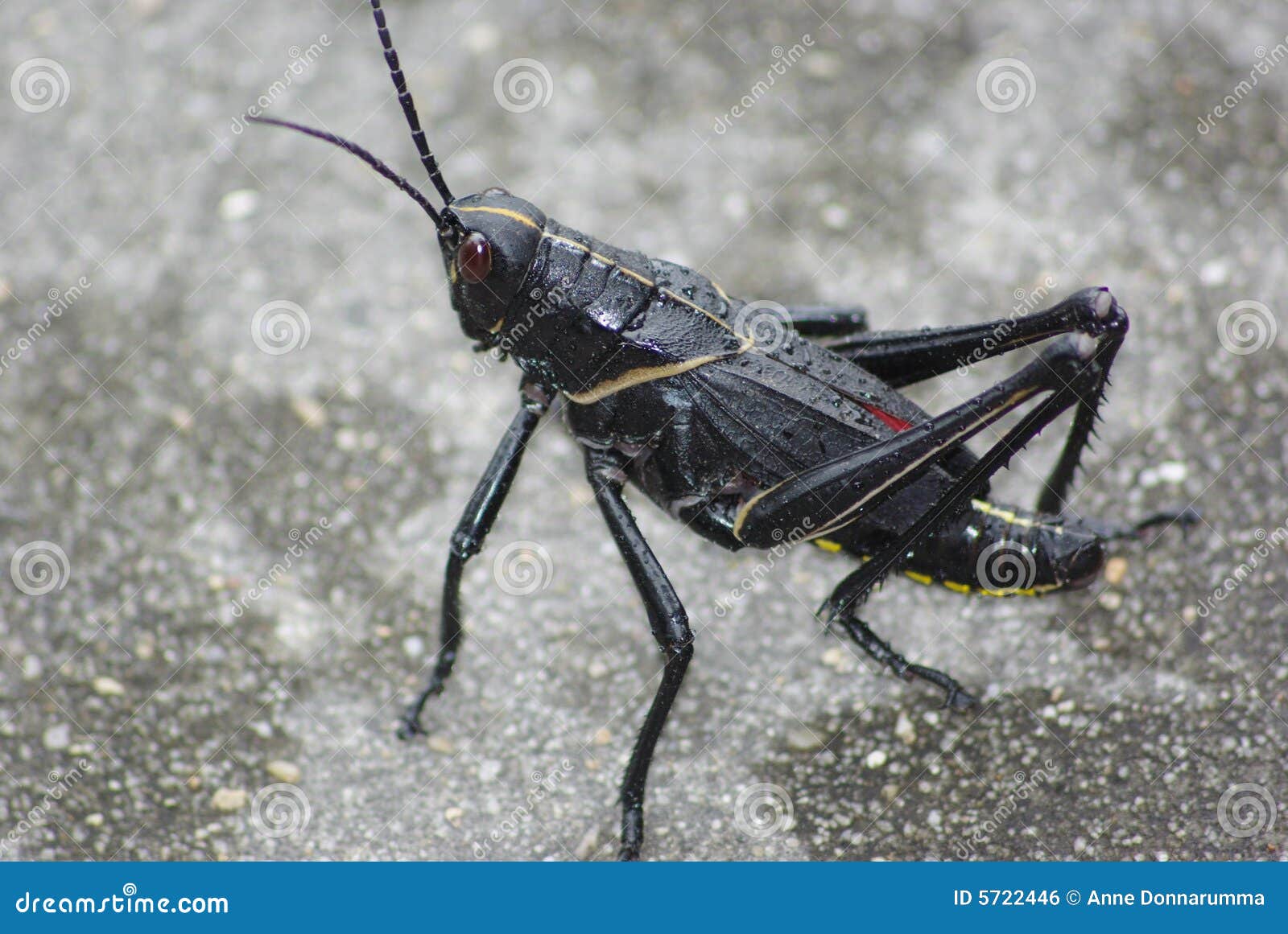 Giant Black Grasshopper