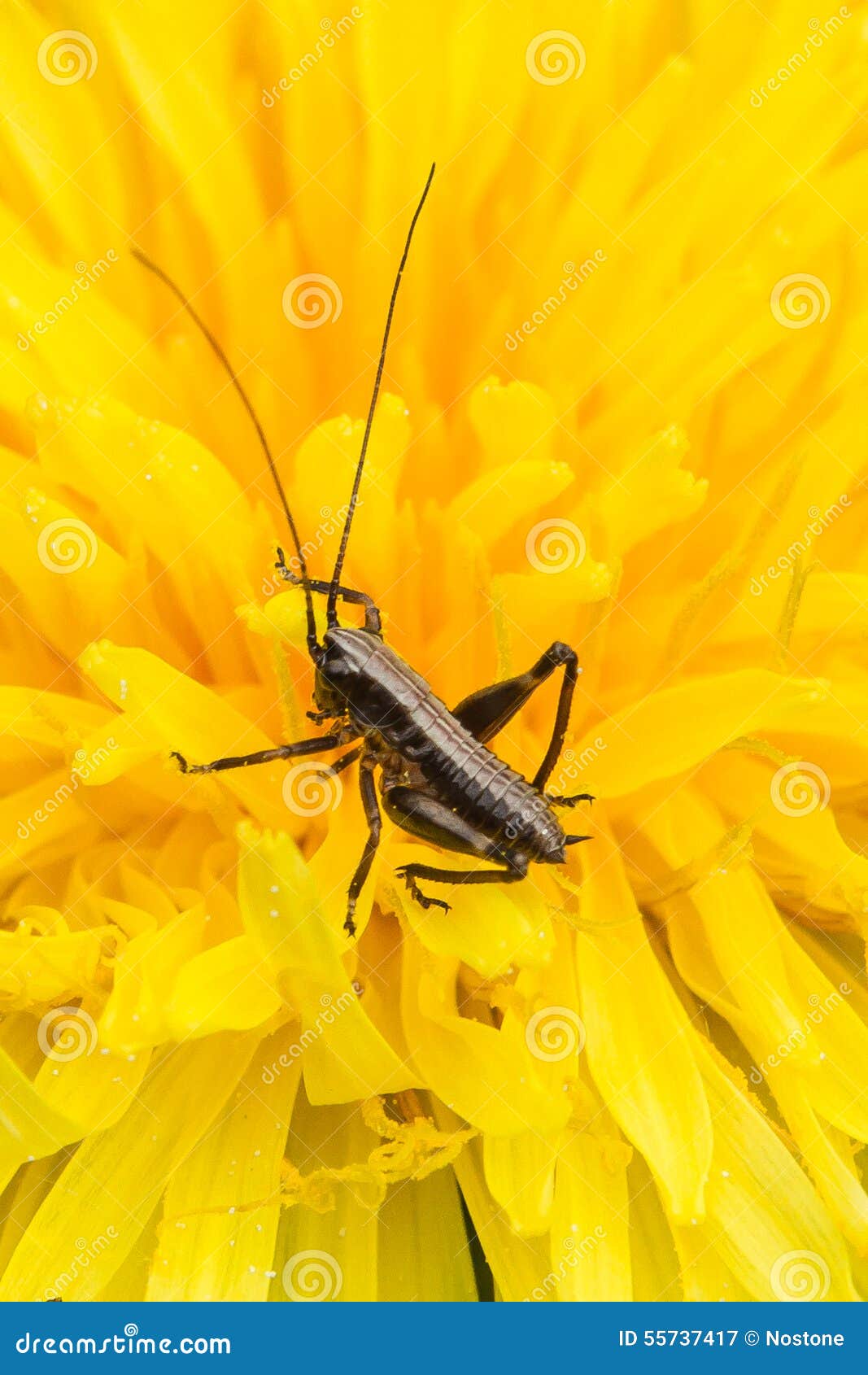 Black Grasshopper stock image. Image of adult, flower - 55737417