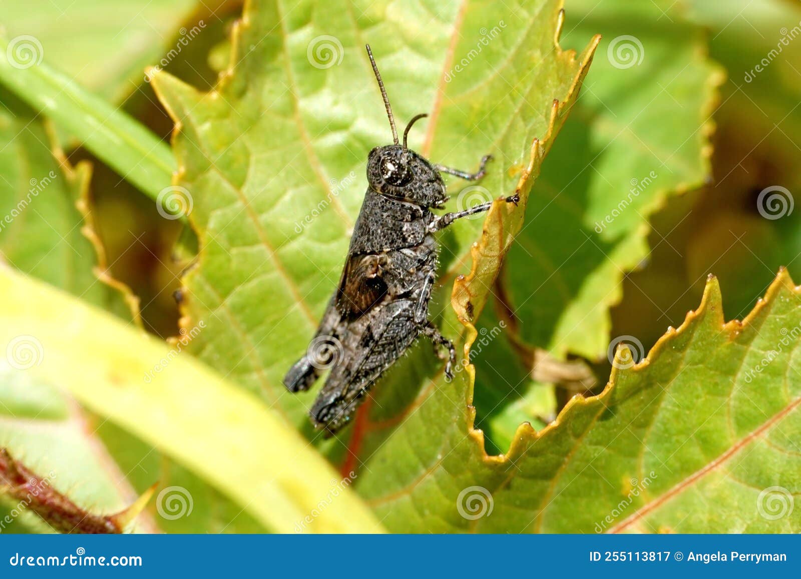 Black Grasshopper on a Leaf Stock Image - Image of macro ...