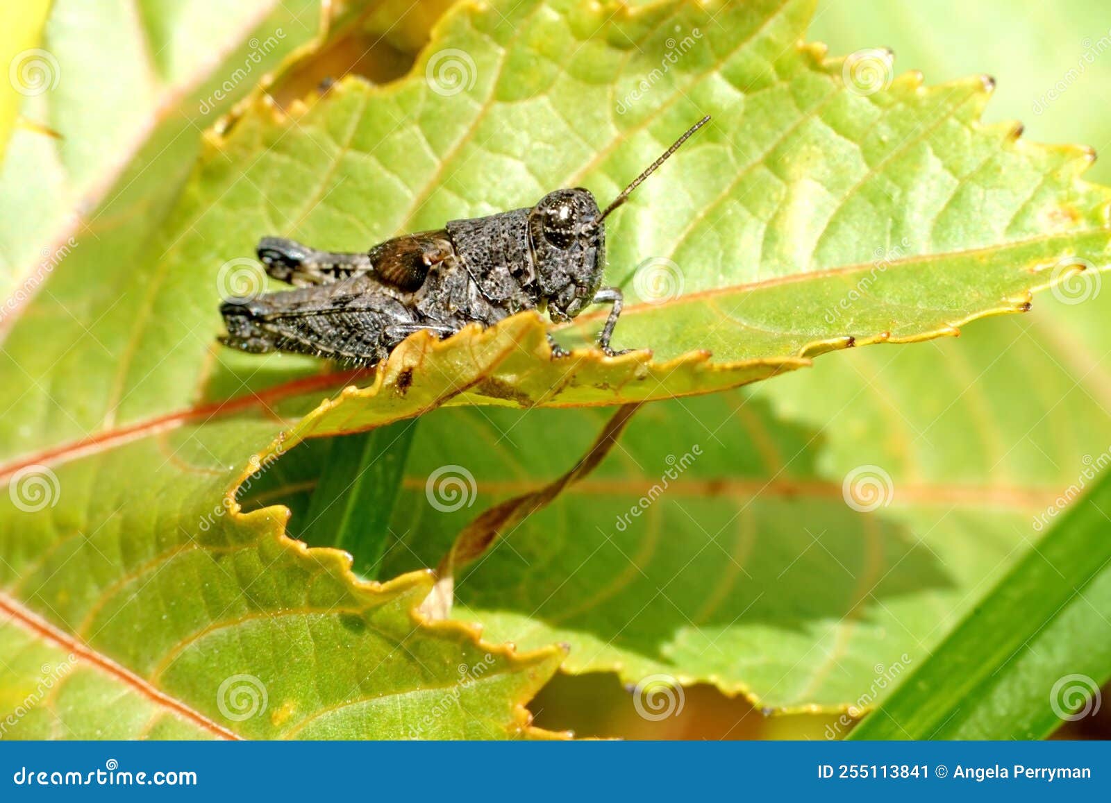 Black Grasshopper on a Leaf Stock Image - Image of imbabura, insect ...