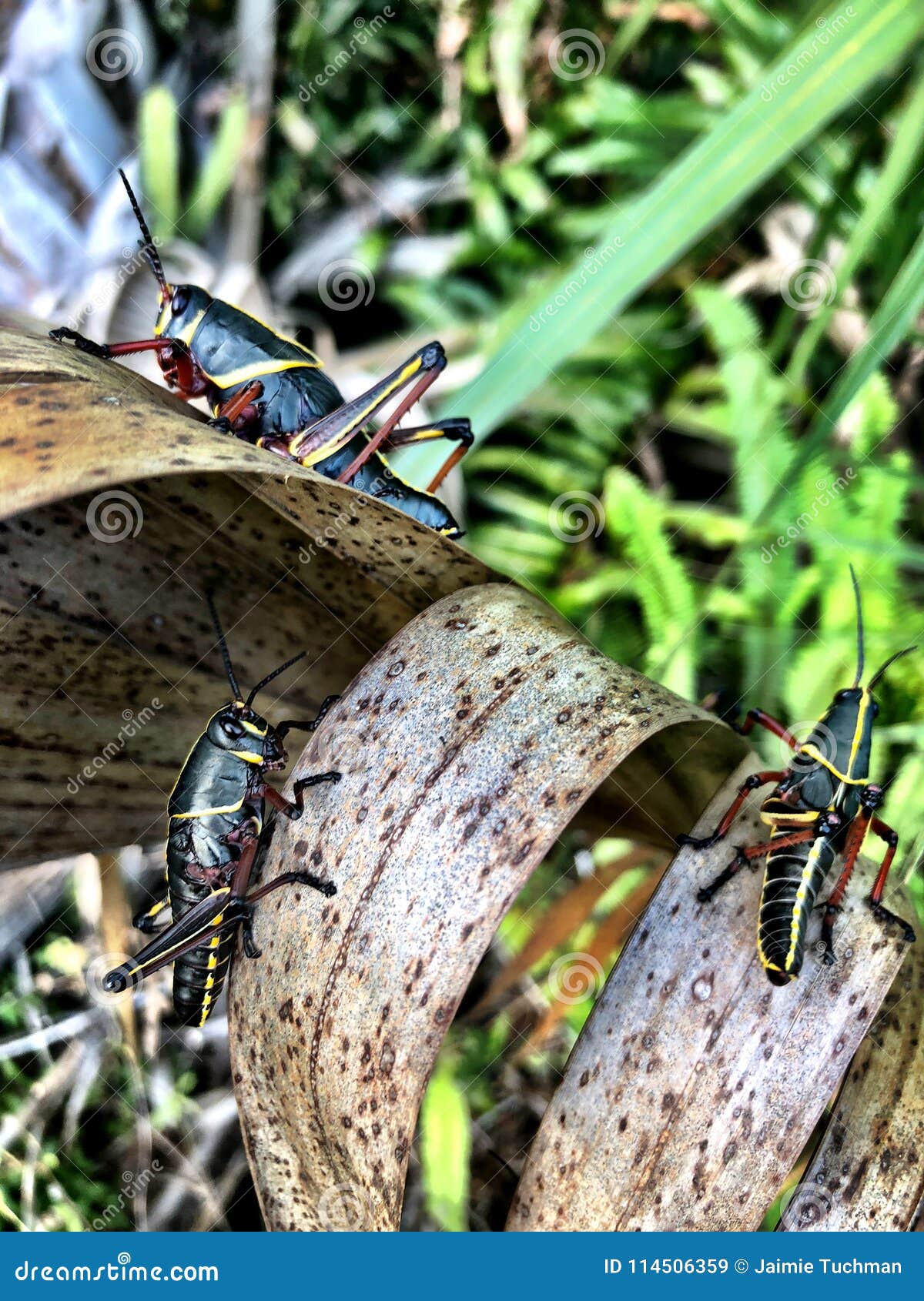 Grasshopper on a palm tree stock image. Image of keywords - 114506359