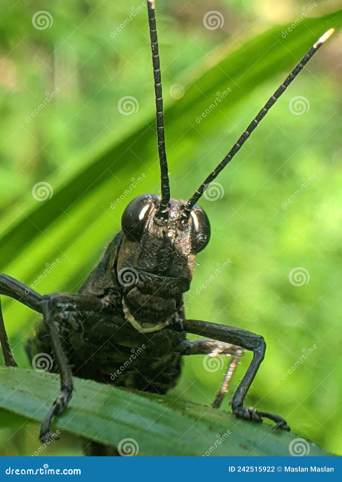 Black Grasshopper Royalty-Free Stock Image | CartoonDealer.com #103485184