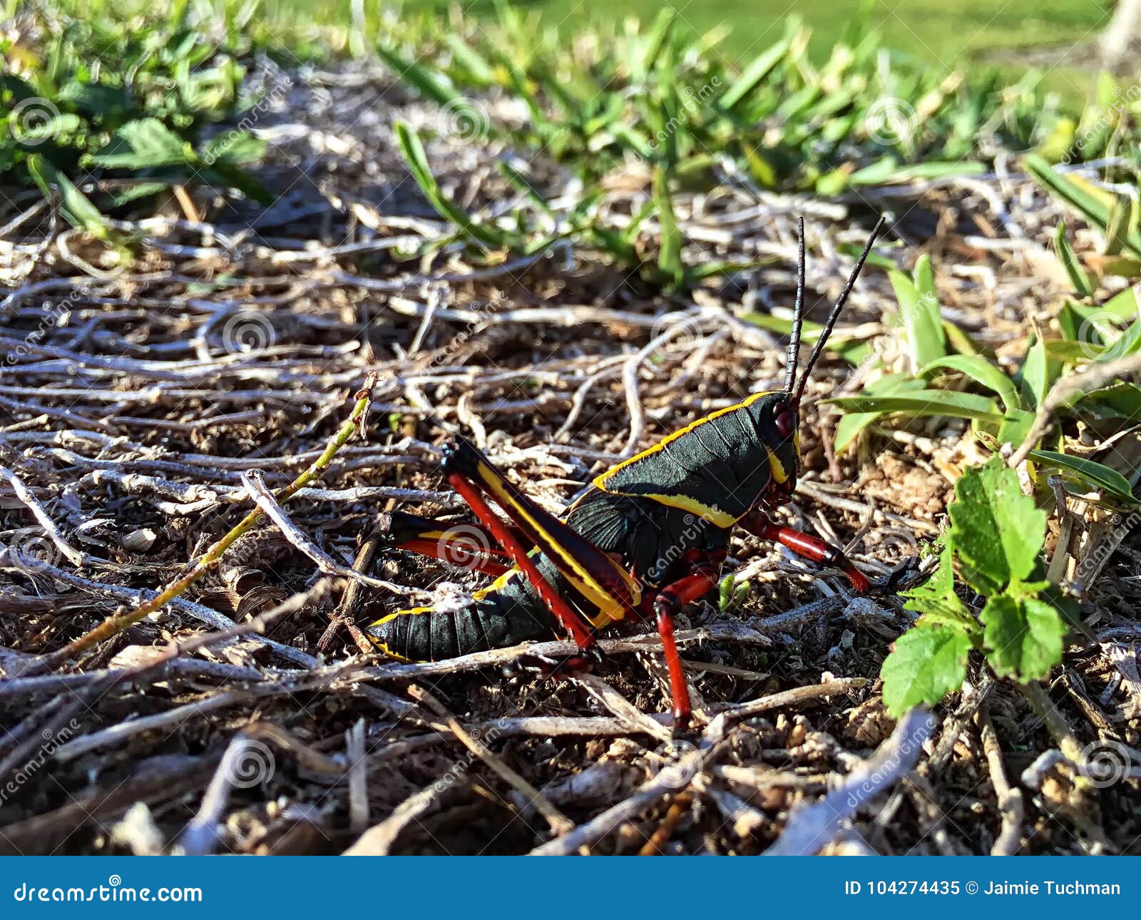 One Giant Black Grasshopper in the Grass Stock Image - Image of outside ...