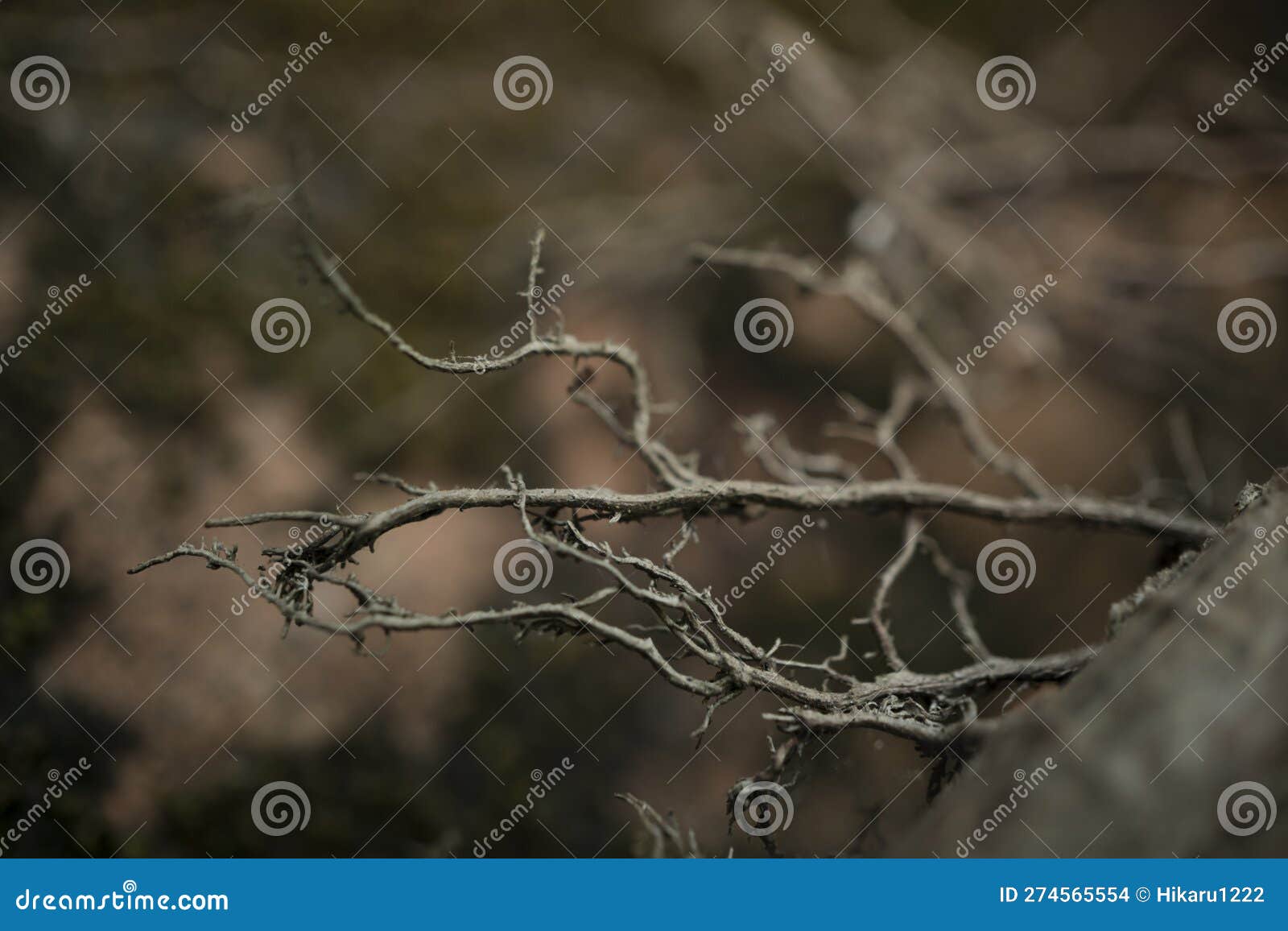 Black, Gray Abstract Nature Background Texture of Dry Tree Roots ...