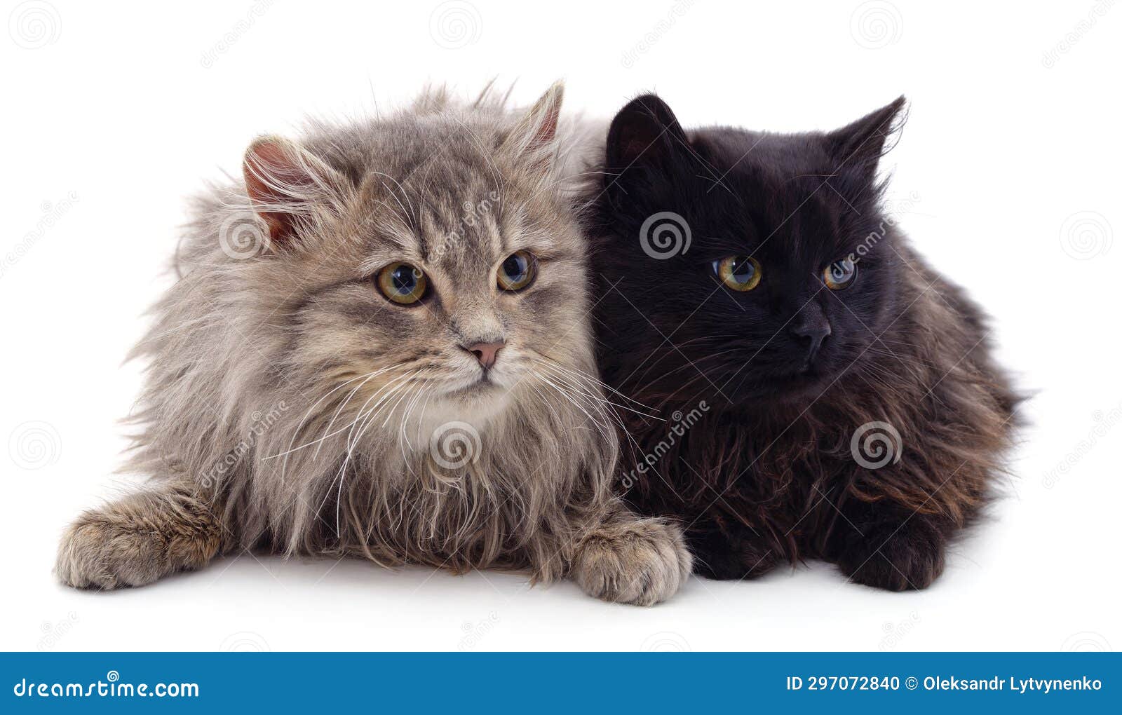 Black and gray cat stock photo. Image of fluffy, pets - 297072840