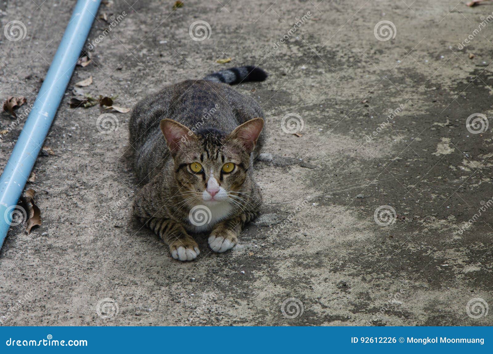 Black and Gray Cats are Watching. Stock Photo - Image of black, eyes ...