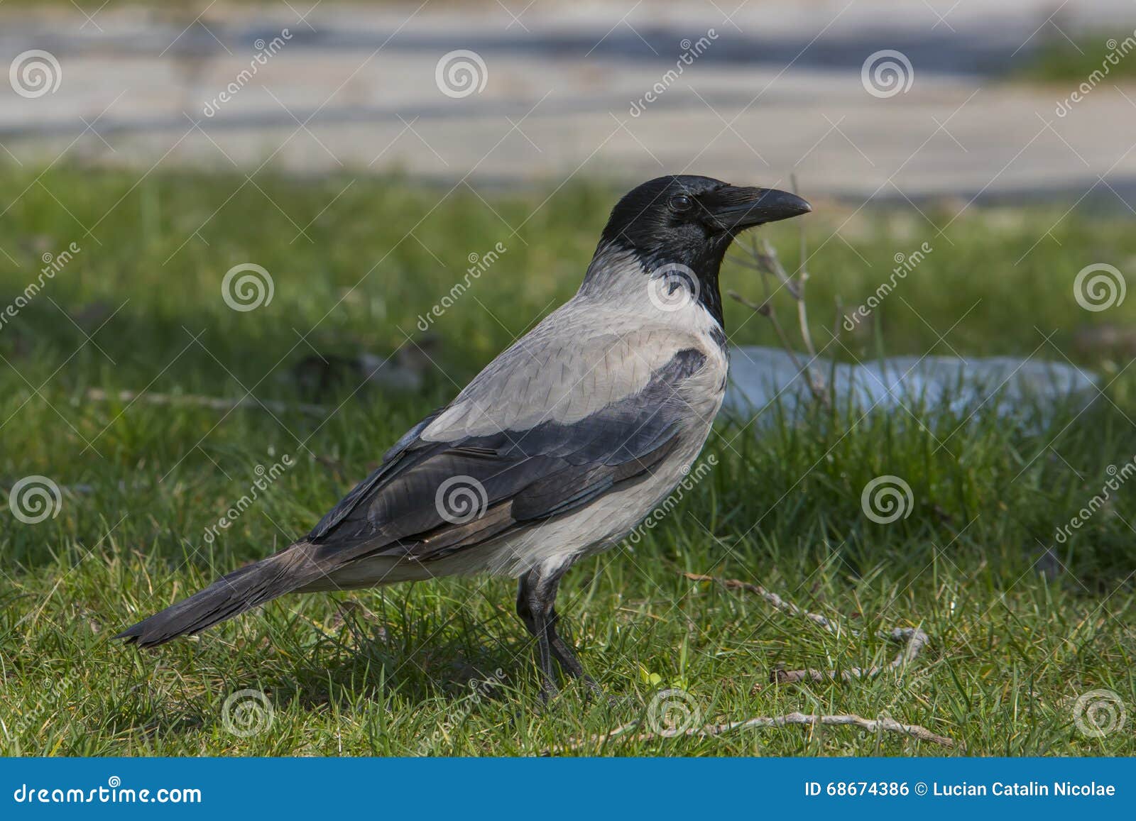 Black and gray crow stock photo. Image of wing, black - 68674386