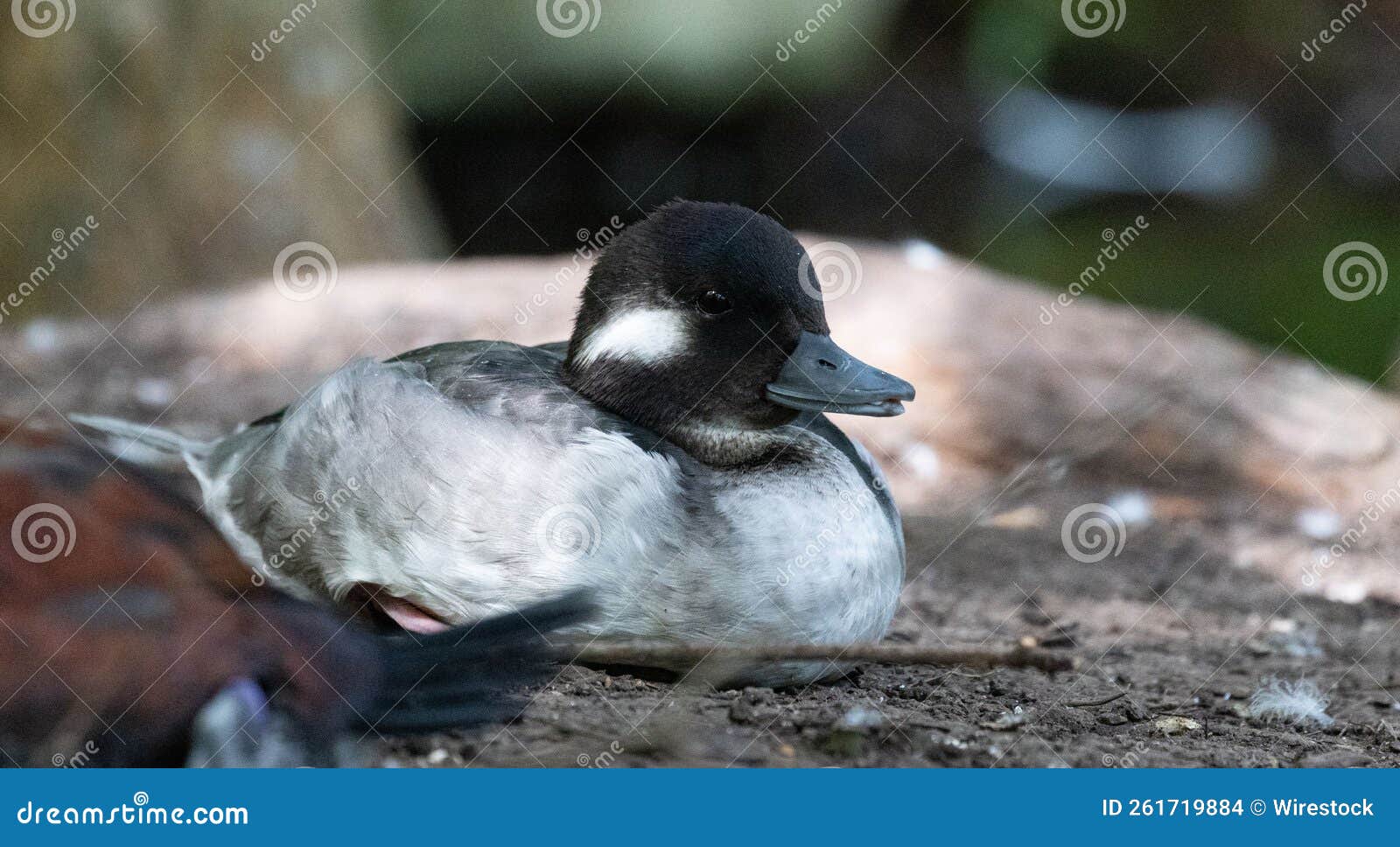 Black and Gray Duck on Rocky Ground Stock Photo - Image of beak ...