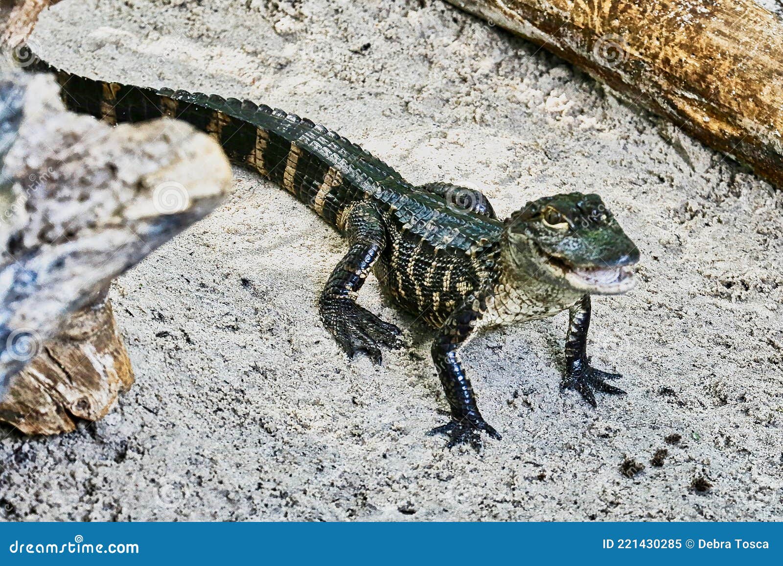 Lizard southwest Florida stock image. Image of lizard - 221430285