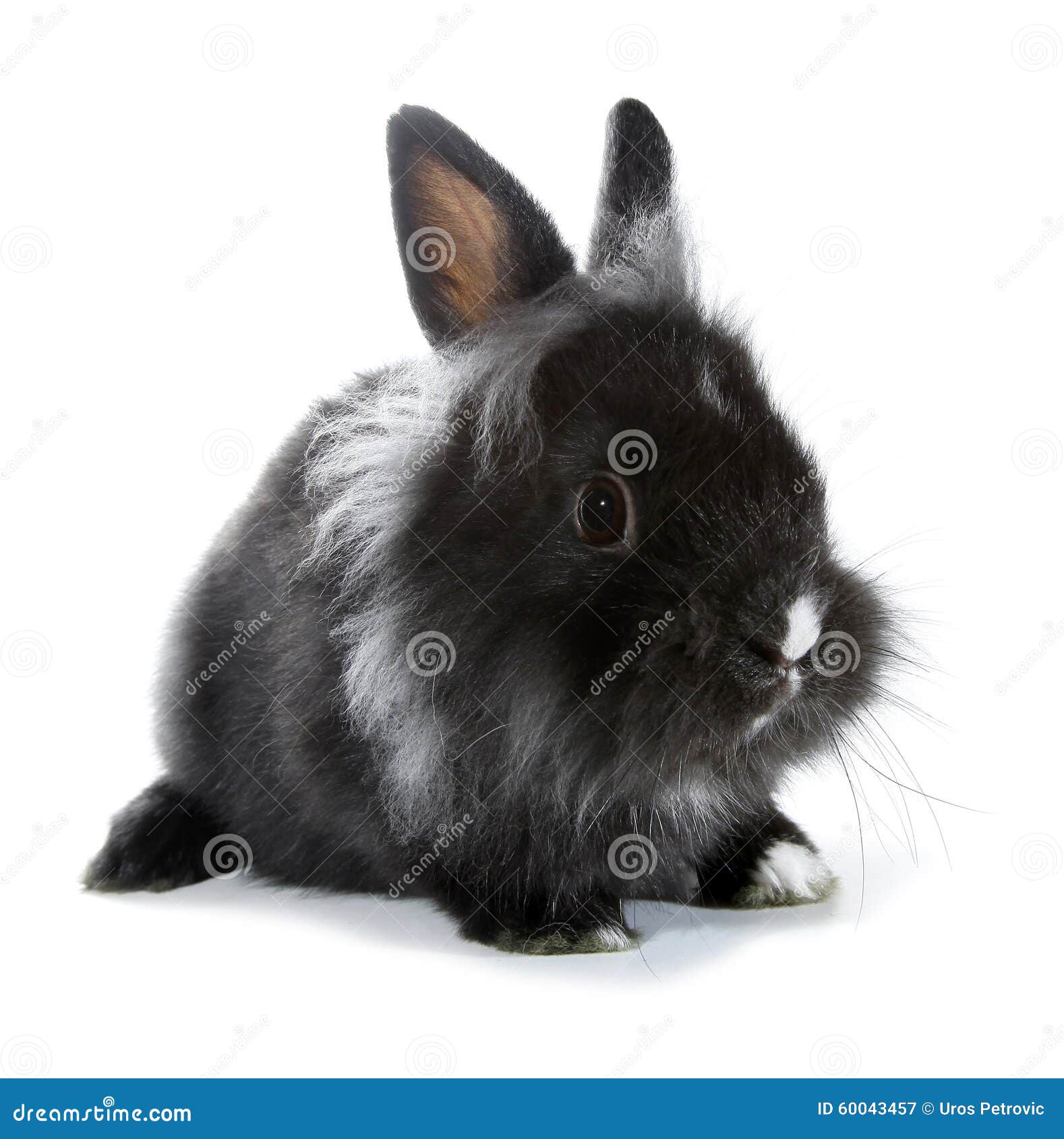 Black Gray Rabbit Bunny Isolated on White Background Stock Image ...