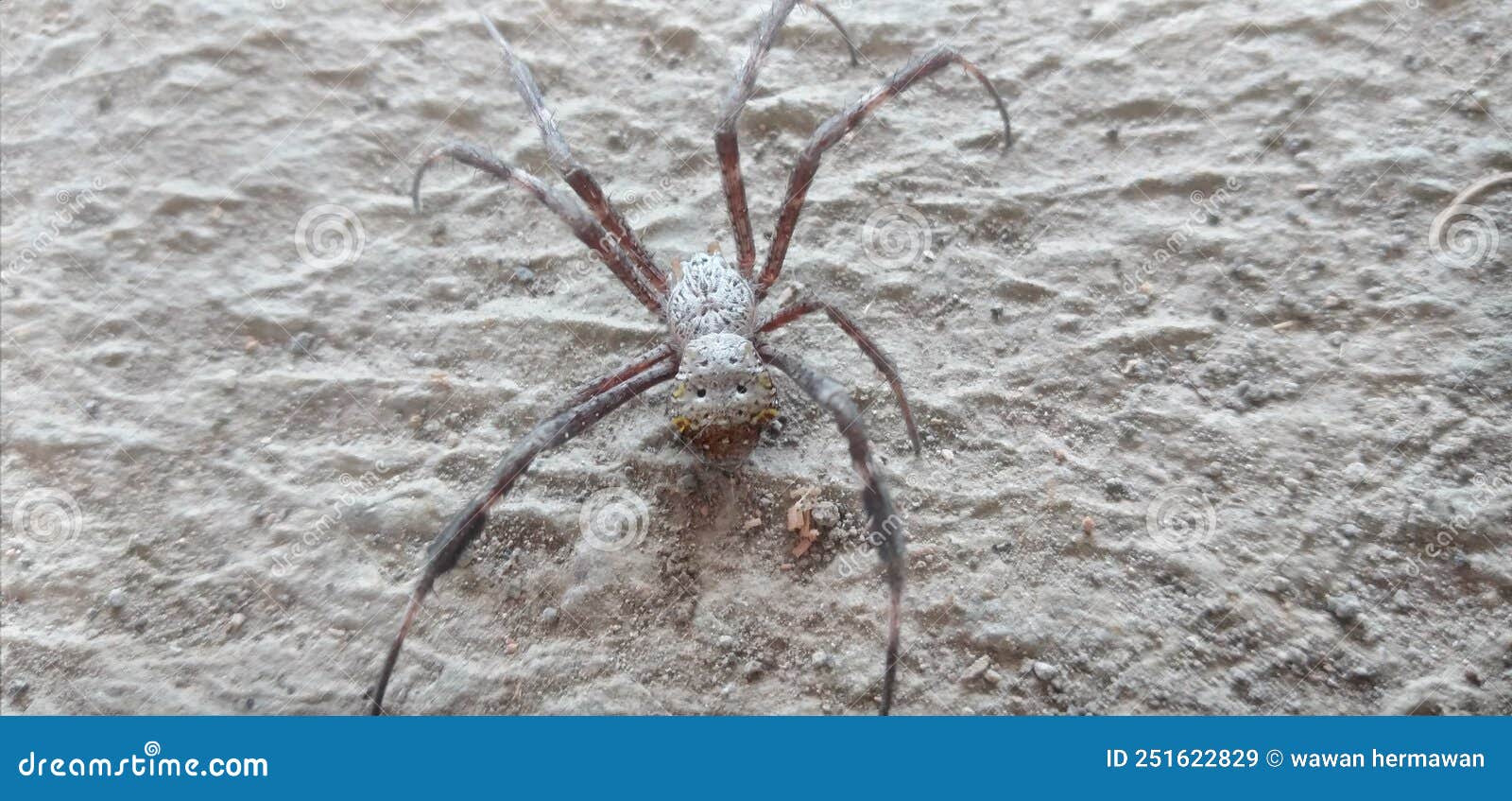 Black Gray Spider with Spiked Legs Stock Image - Image of gray, spiked ...