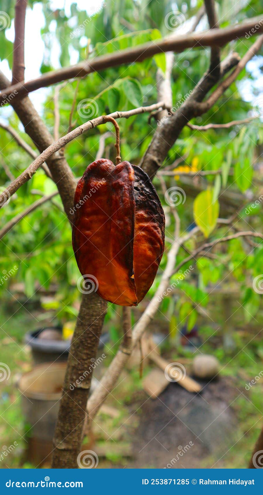 Black and Gray Star Fruit Rot on the Tree because it is Attacked by ...