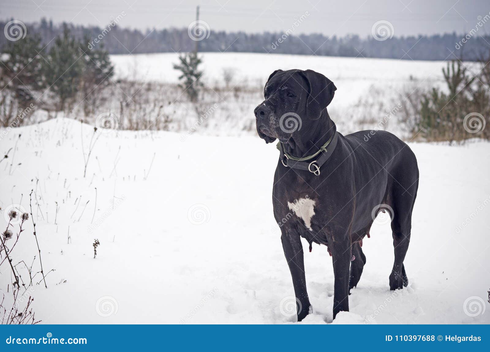 Great Dane on snow stock photo. Image of cold, snow - 110397688