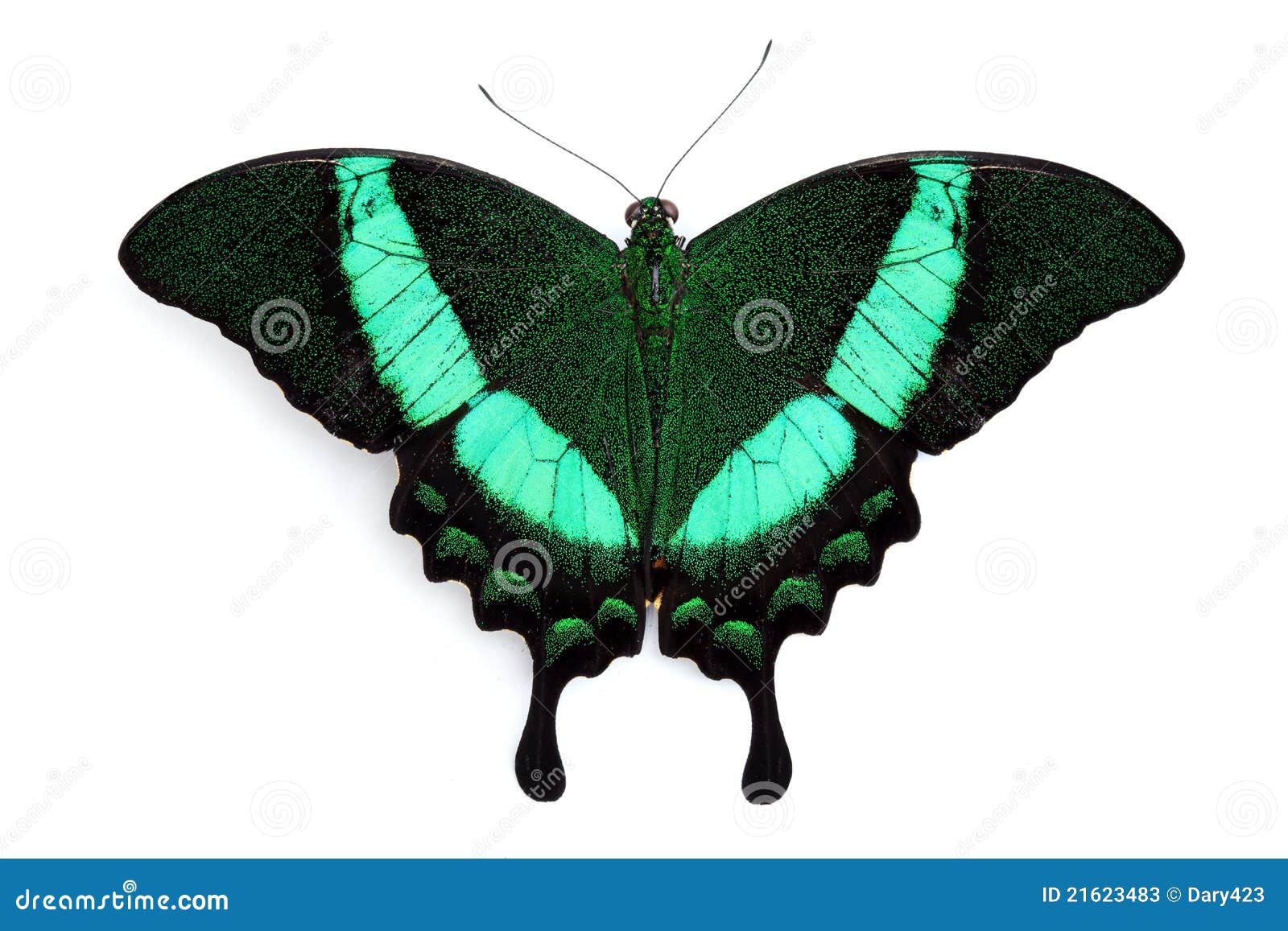 Black and green butterfly stock image. Image of hairy - 21623483