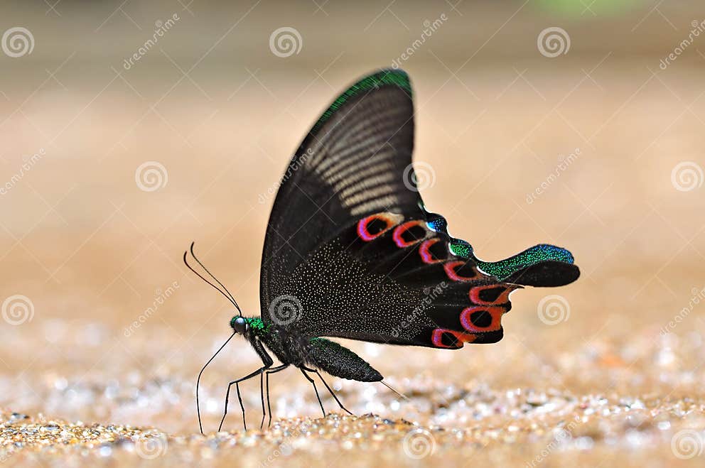 Black and Green Butterfly stock photo. Image of green - 25742002