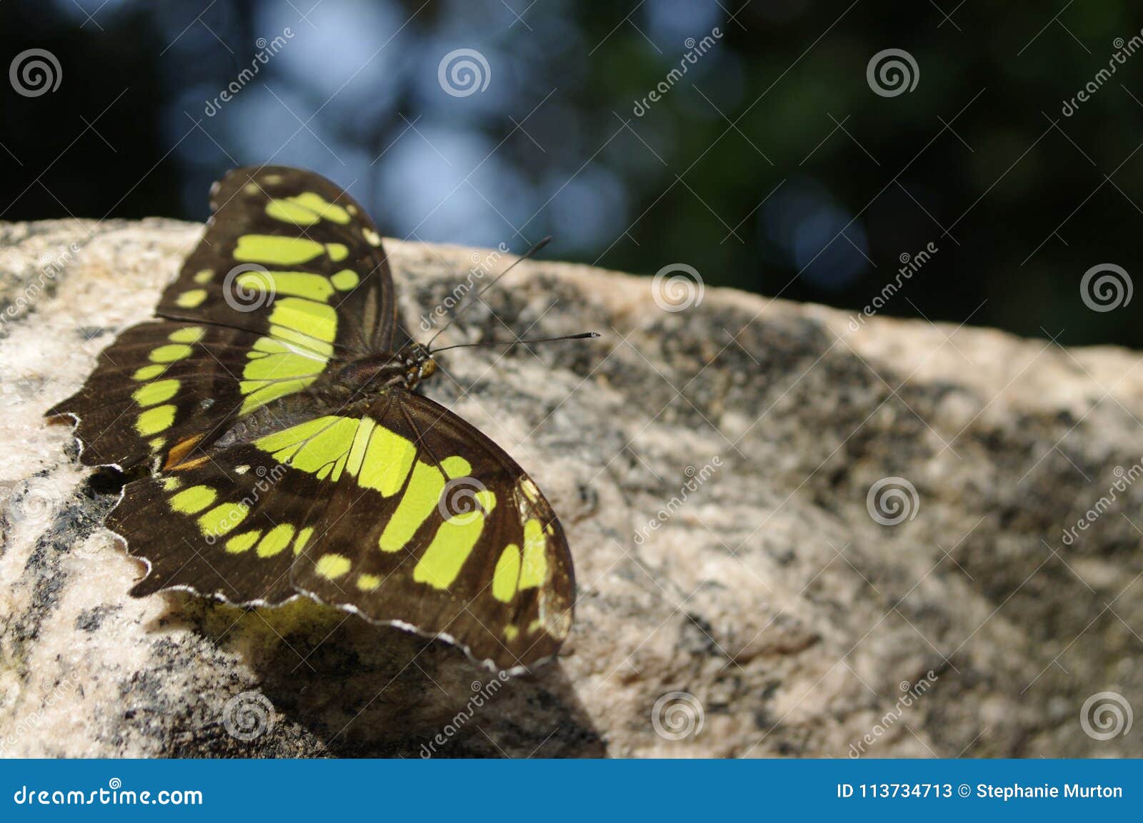 Black and green butterfly stock image. Image of green - 113734713