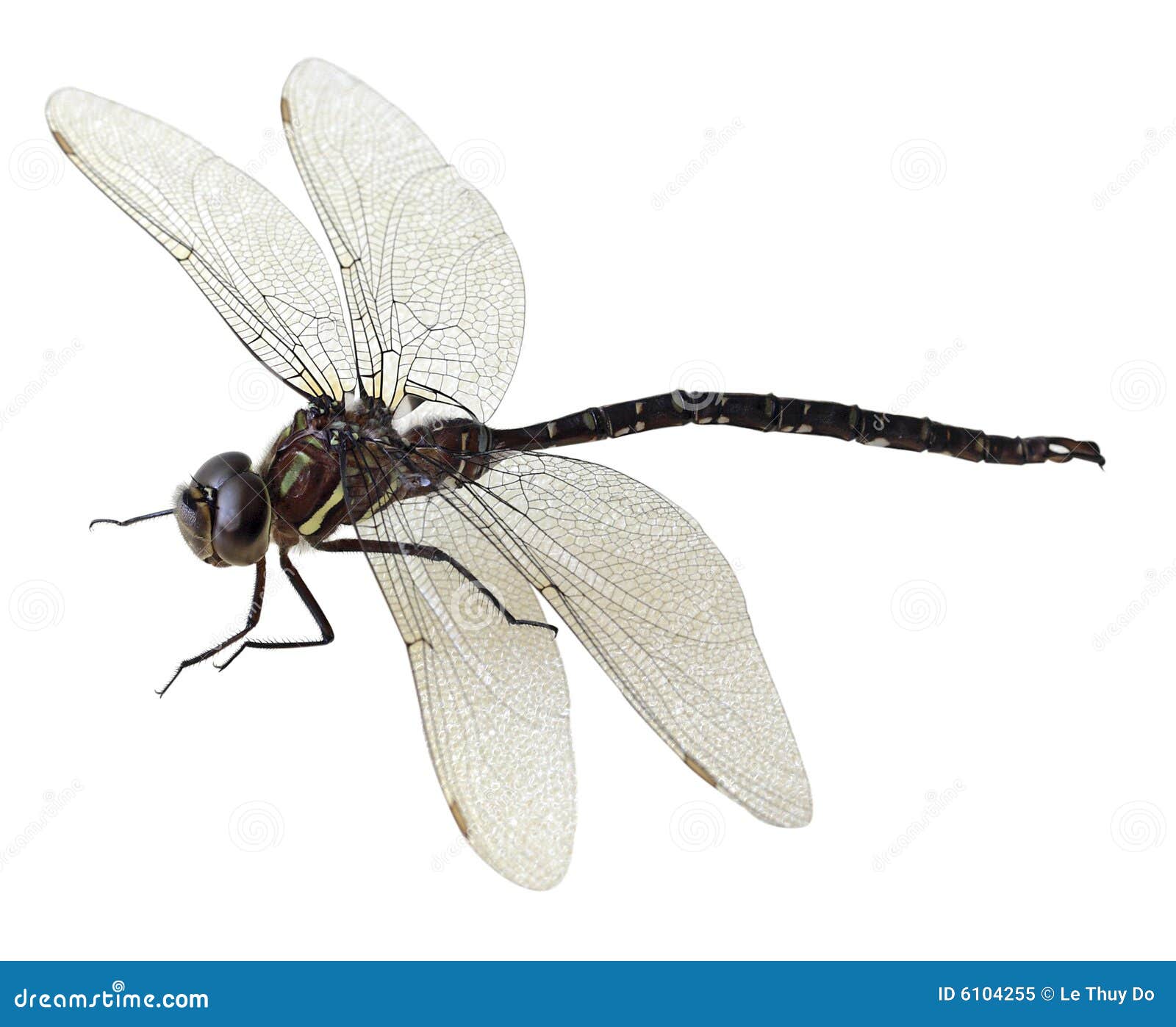 Green Dragonfly Sits On The Trunk Of A Sunflower, Insect In The Field ...