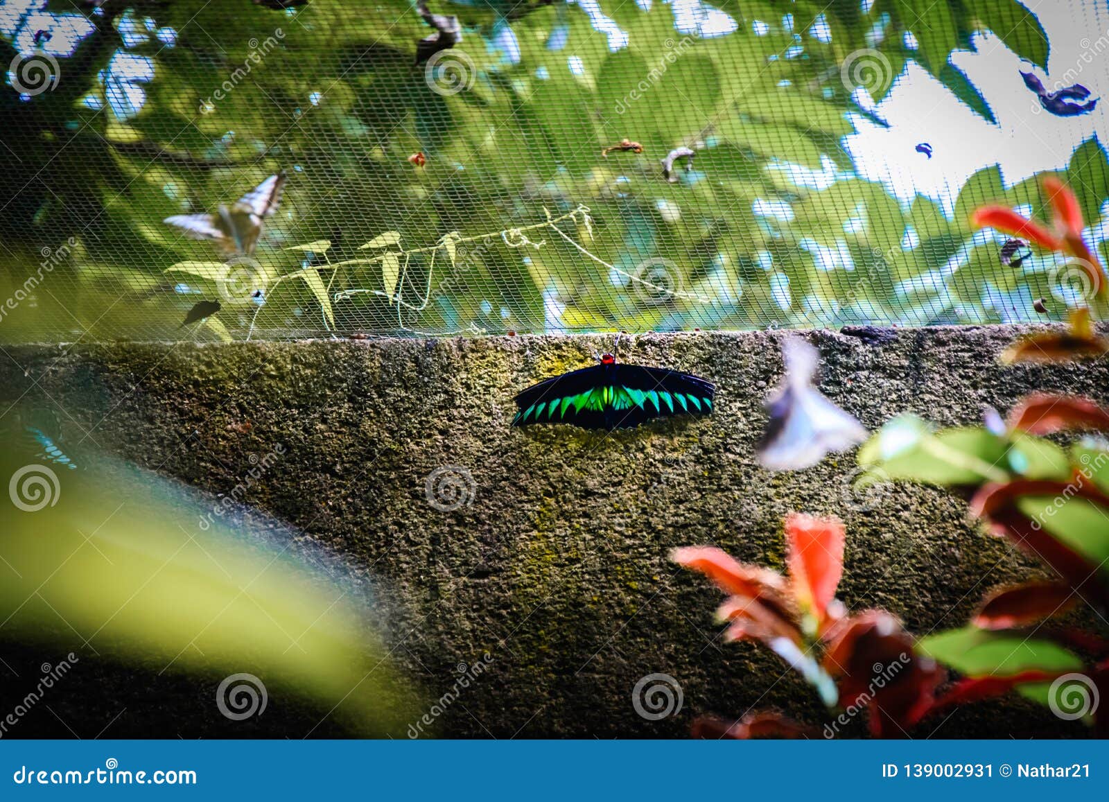 Black Green Shaded Butterfly Sitting on Wall Stock Image - Image of ...