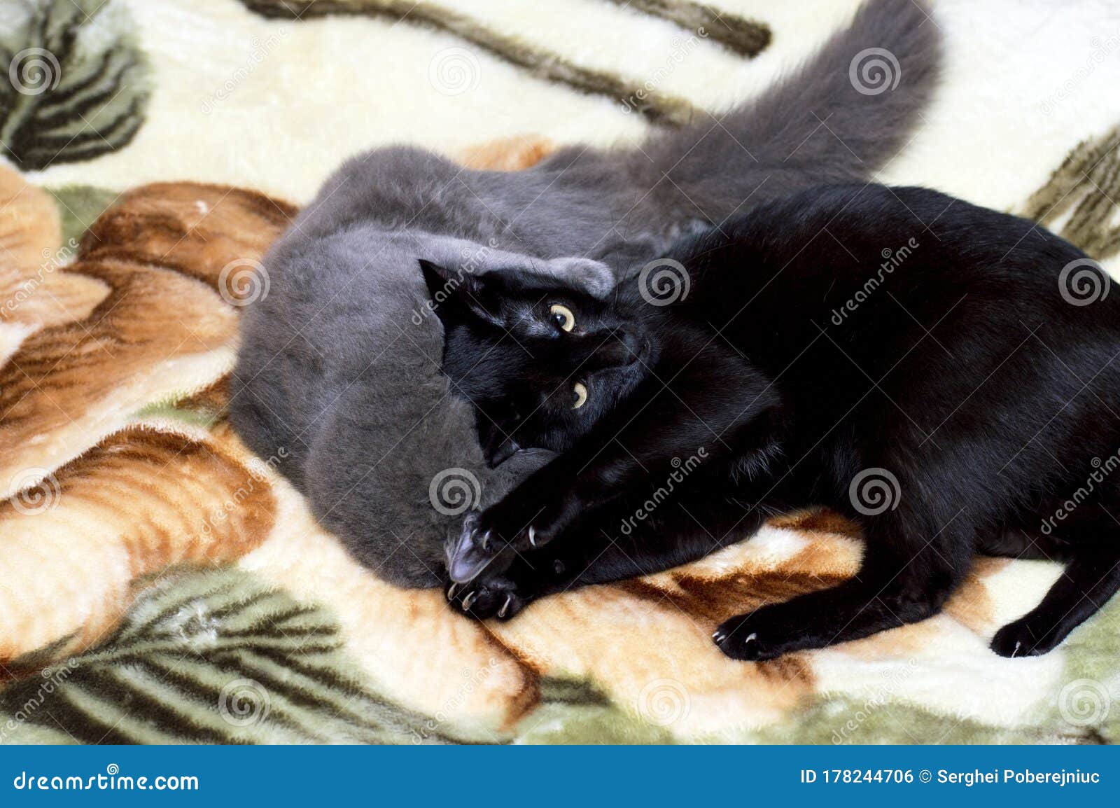 Black and grey cat playing stock photo. Image of kitten - 178244706