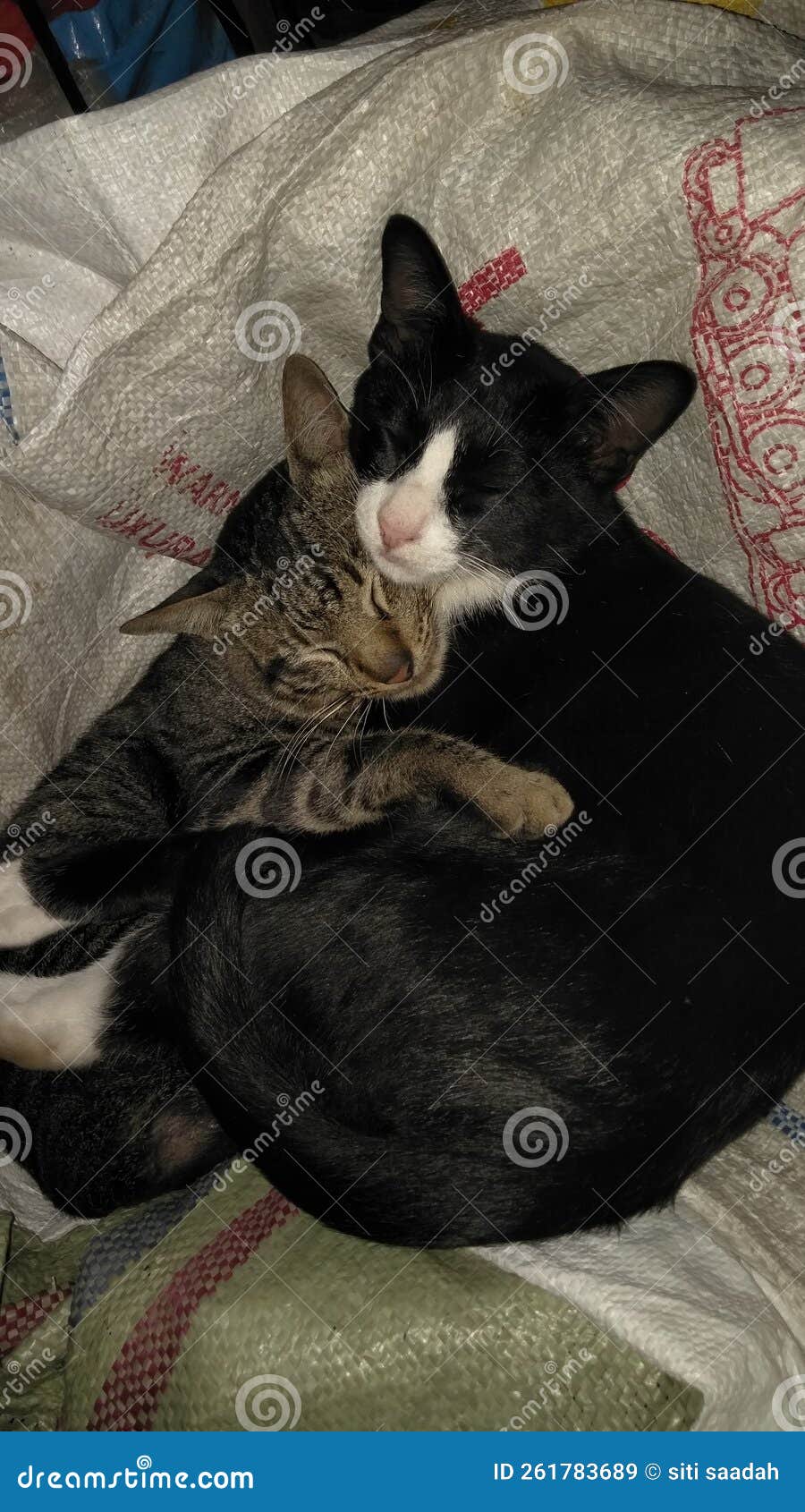 Black and Grey Cats Hug, Sleep Funny, 2 Boys Stock Image - Image of ...