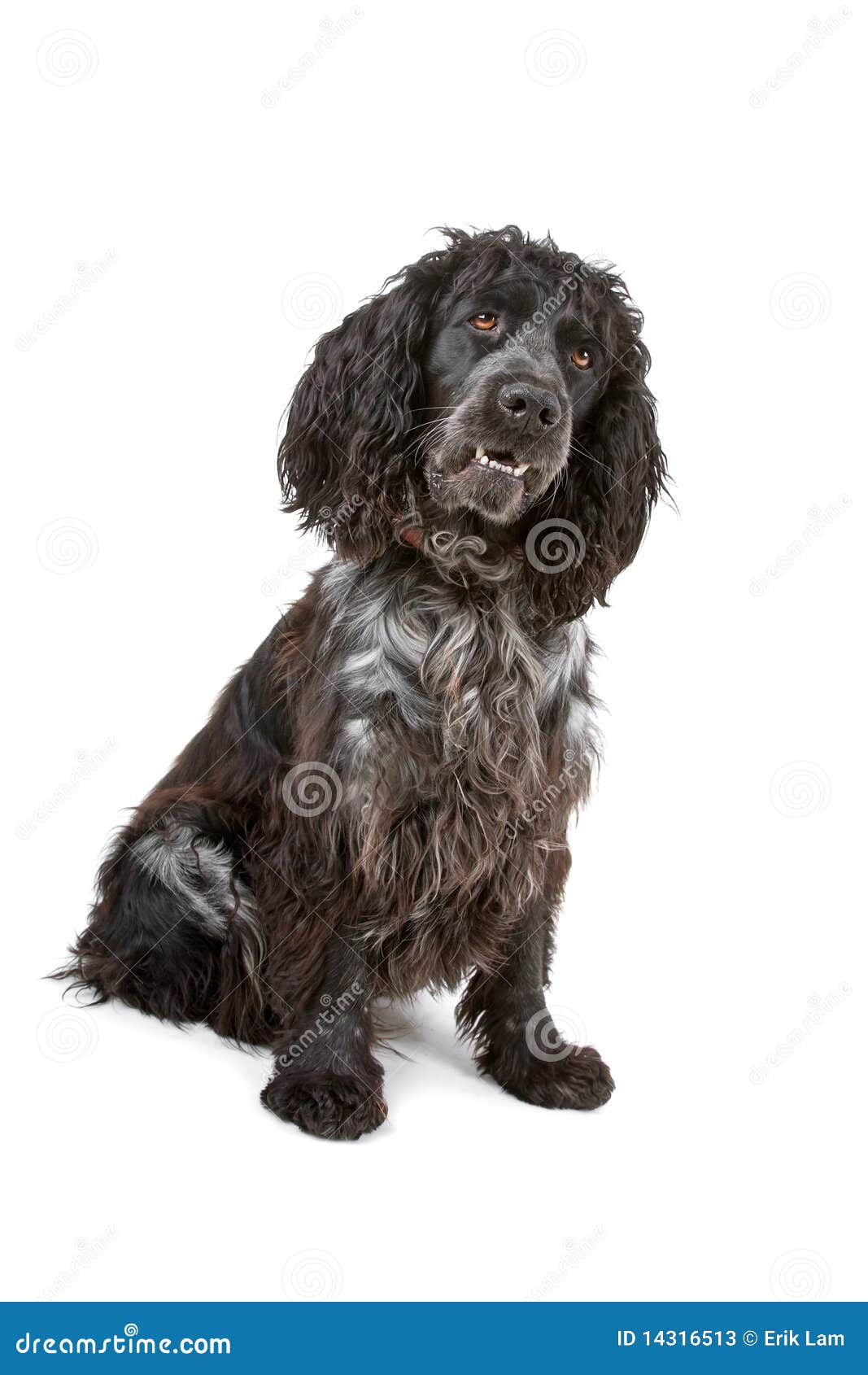 Black And Grey Cocker Spaniel Dog Stock Image - Image of pooch ...
