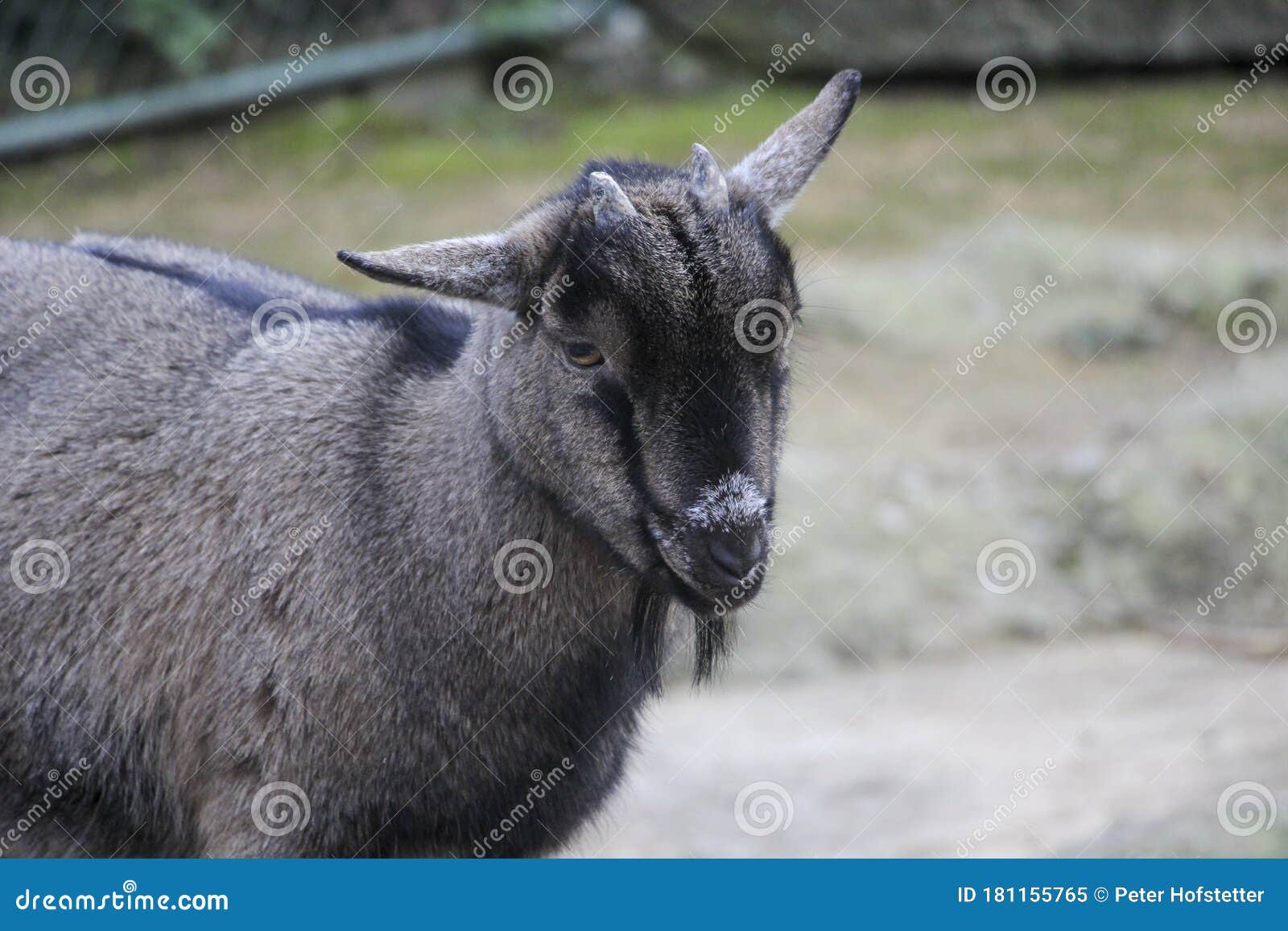 Black and Grey Goat Looking into Camera Stock Image - Image of mouth ...