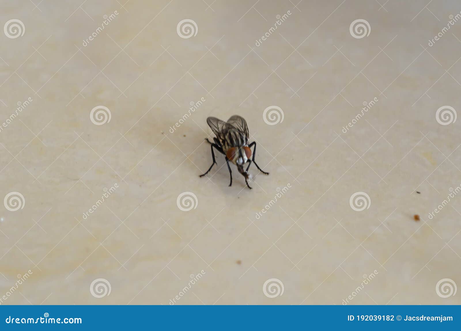 Fly on Tiled Surface Eating Sugar Stock Photo - Image of counter ...