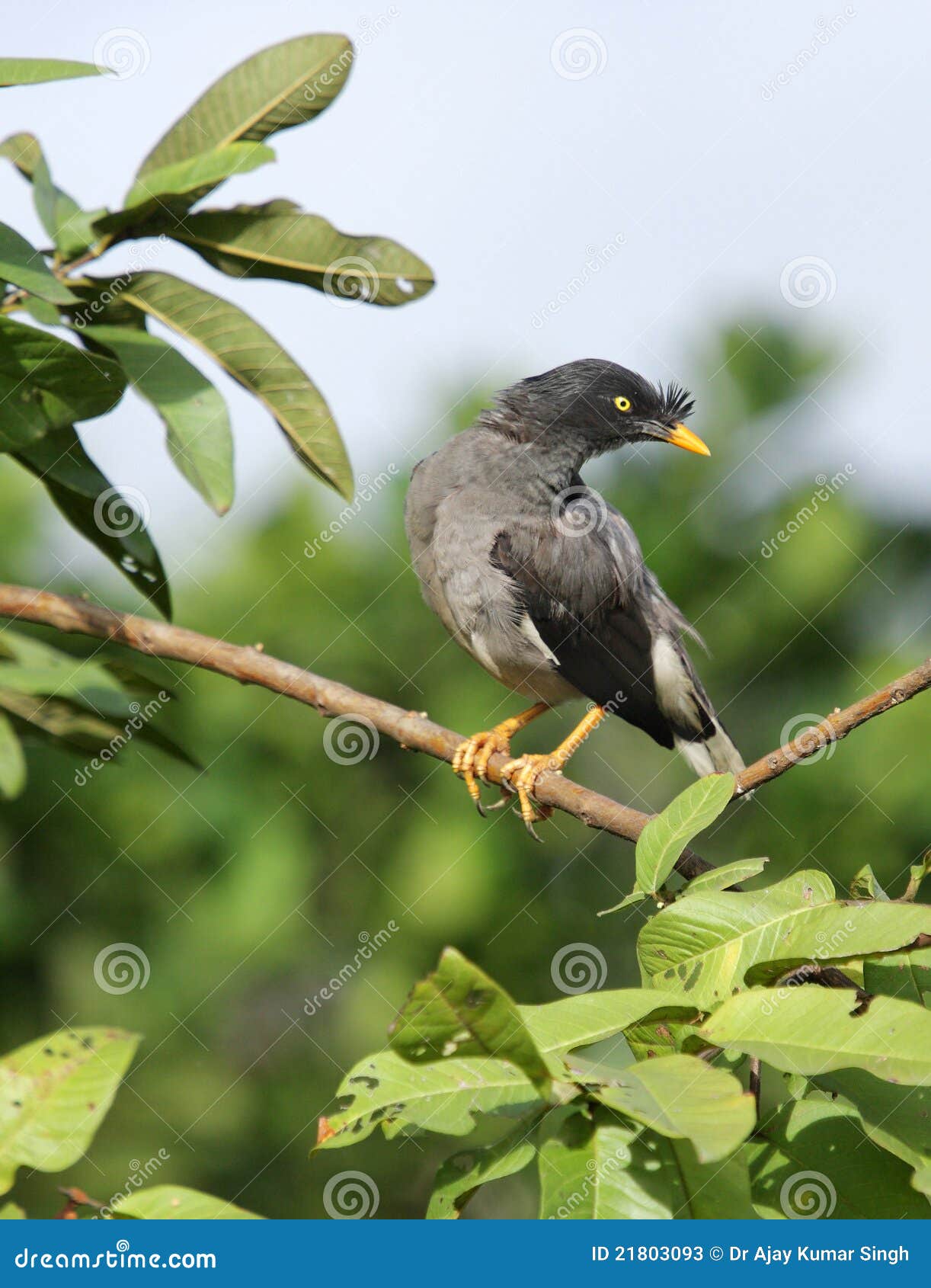 Black and Grey Indian Myna Staring at Camera Stock Image - Image of ...