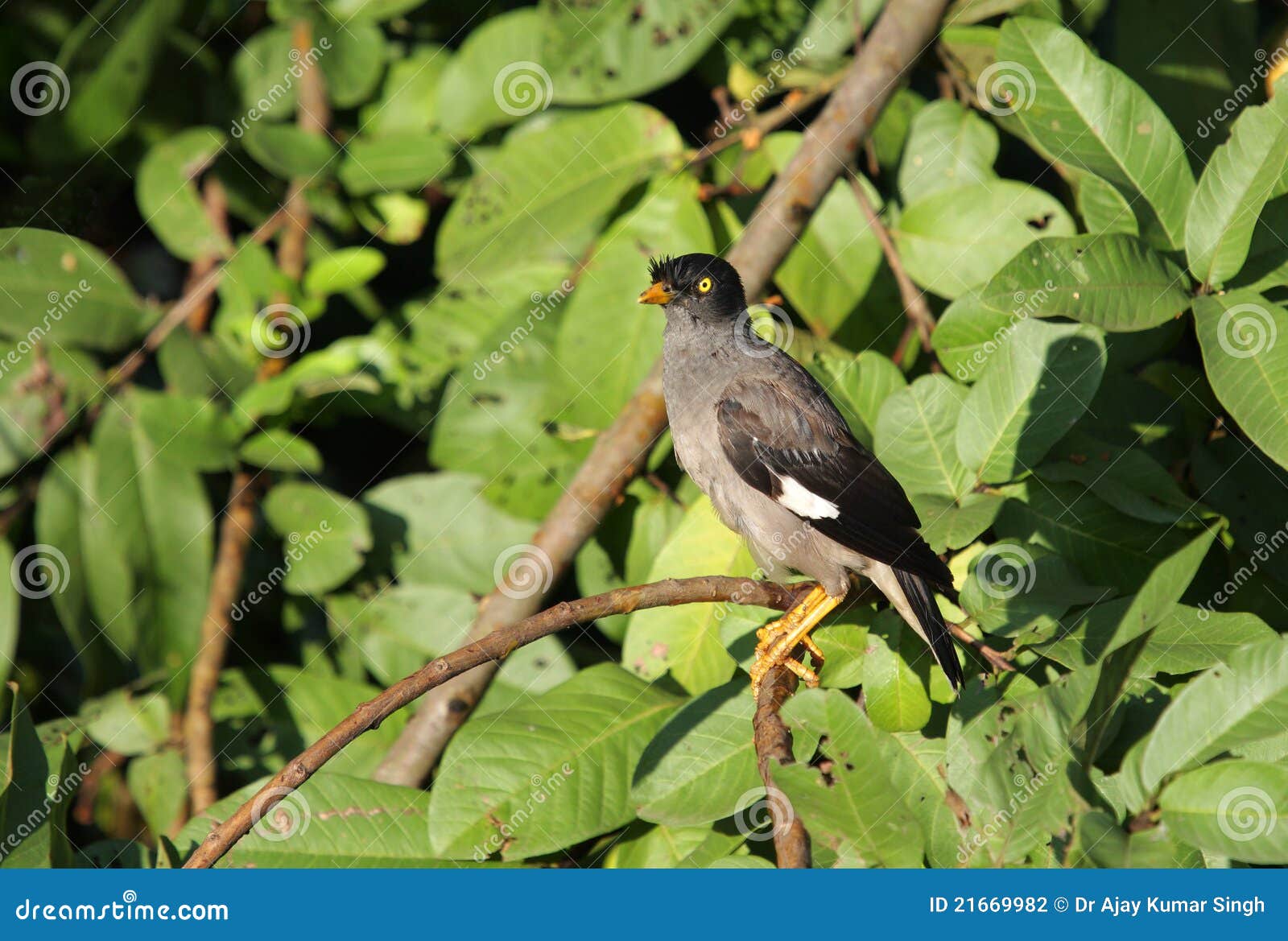 Black and Grey Indian Myna with Yellow Eye Stock Photo - Image of ...