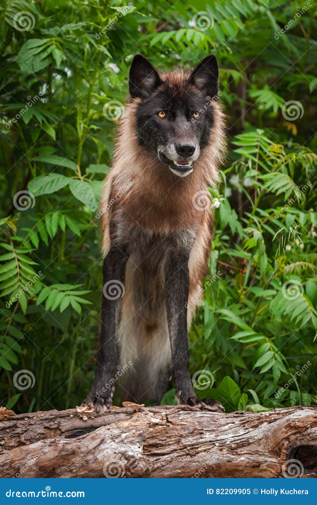 Black Grey Wolf Canis Lupus on Log Stock Image - Image of animal ...
