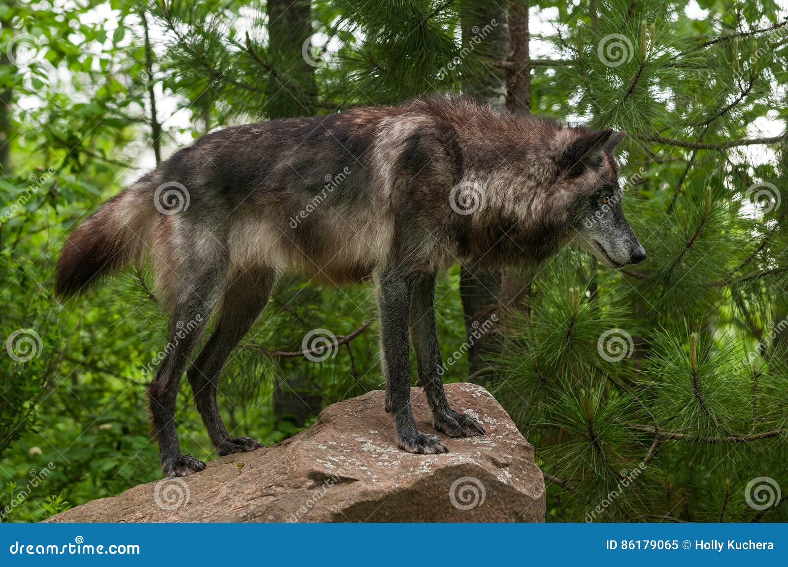 Black Grey Wolf Canis Lupus on Rock Stock Image - Image of horizontal ...