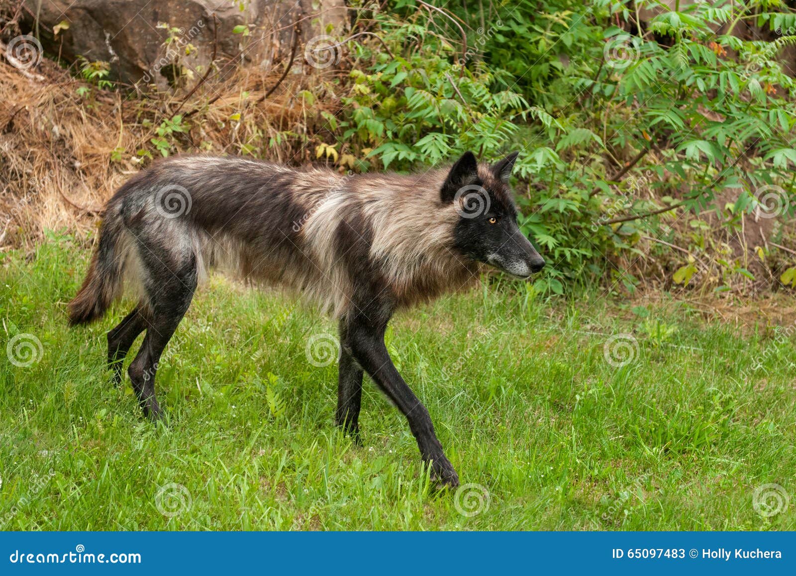 Black Grey Wolf (Canis Lupus) Walks Right Stock Image - Image of grey ...