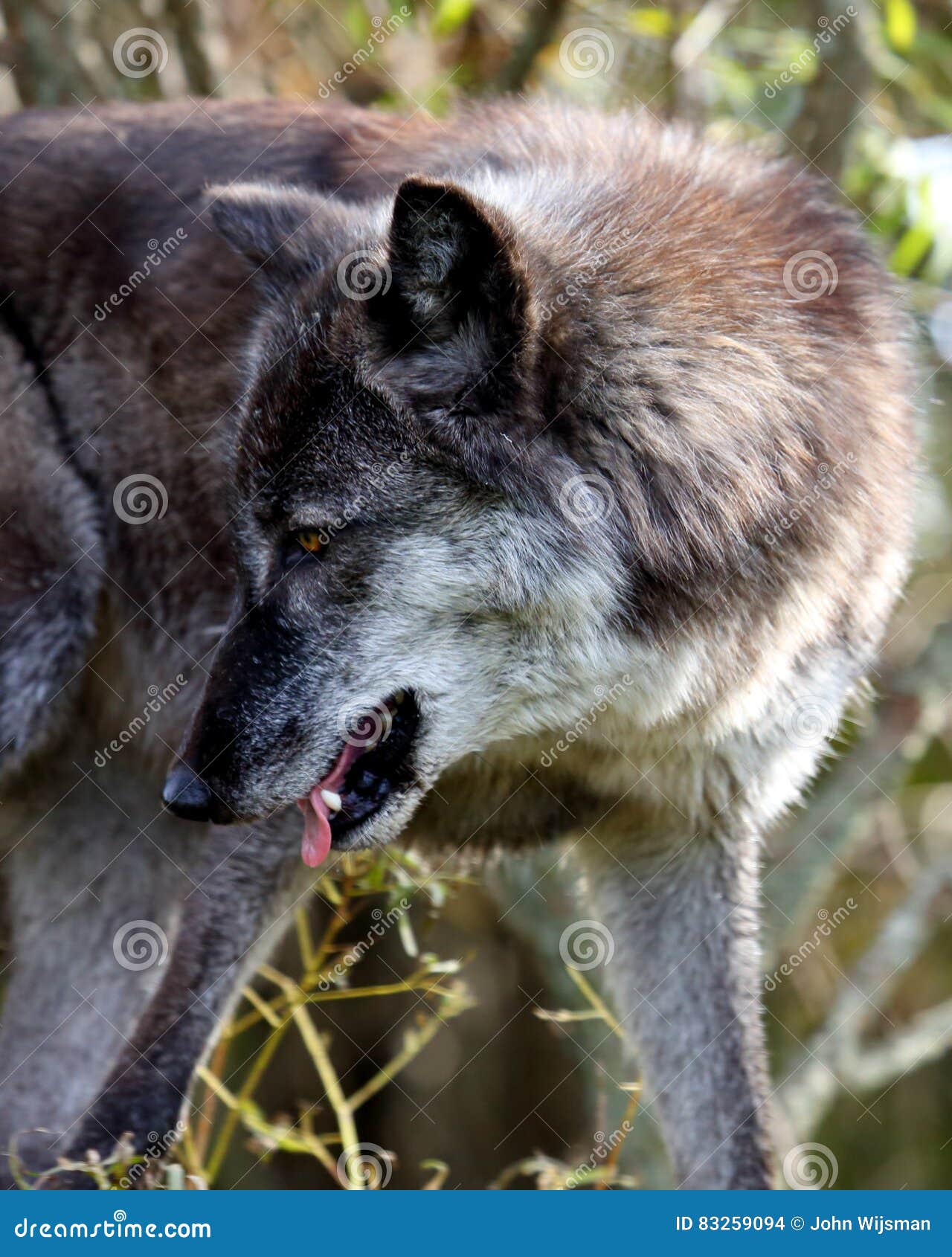 Black and Grey Wolf Looking Down and Back Stock Photo - Image of nature ...