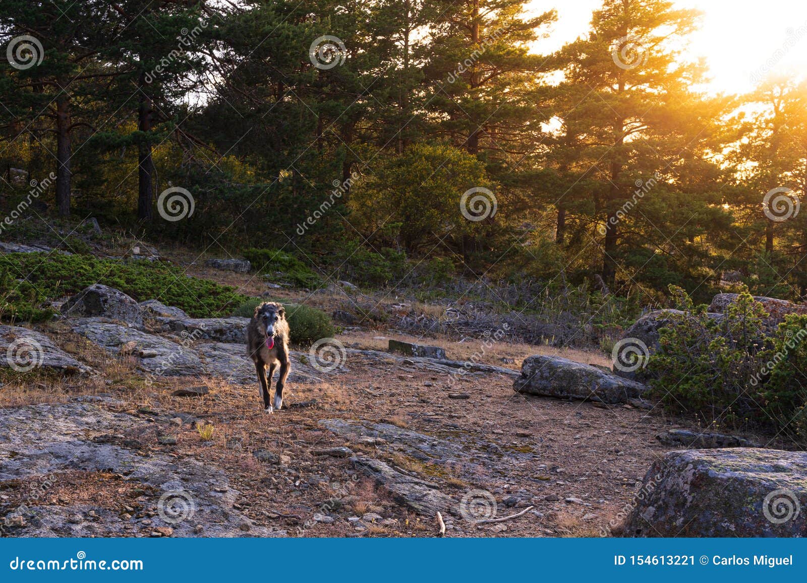 Black Greyhound Walking Over Rocks at Sunset Stock Image - Image of ...