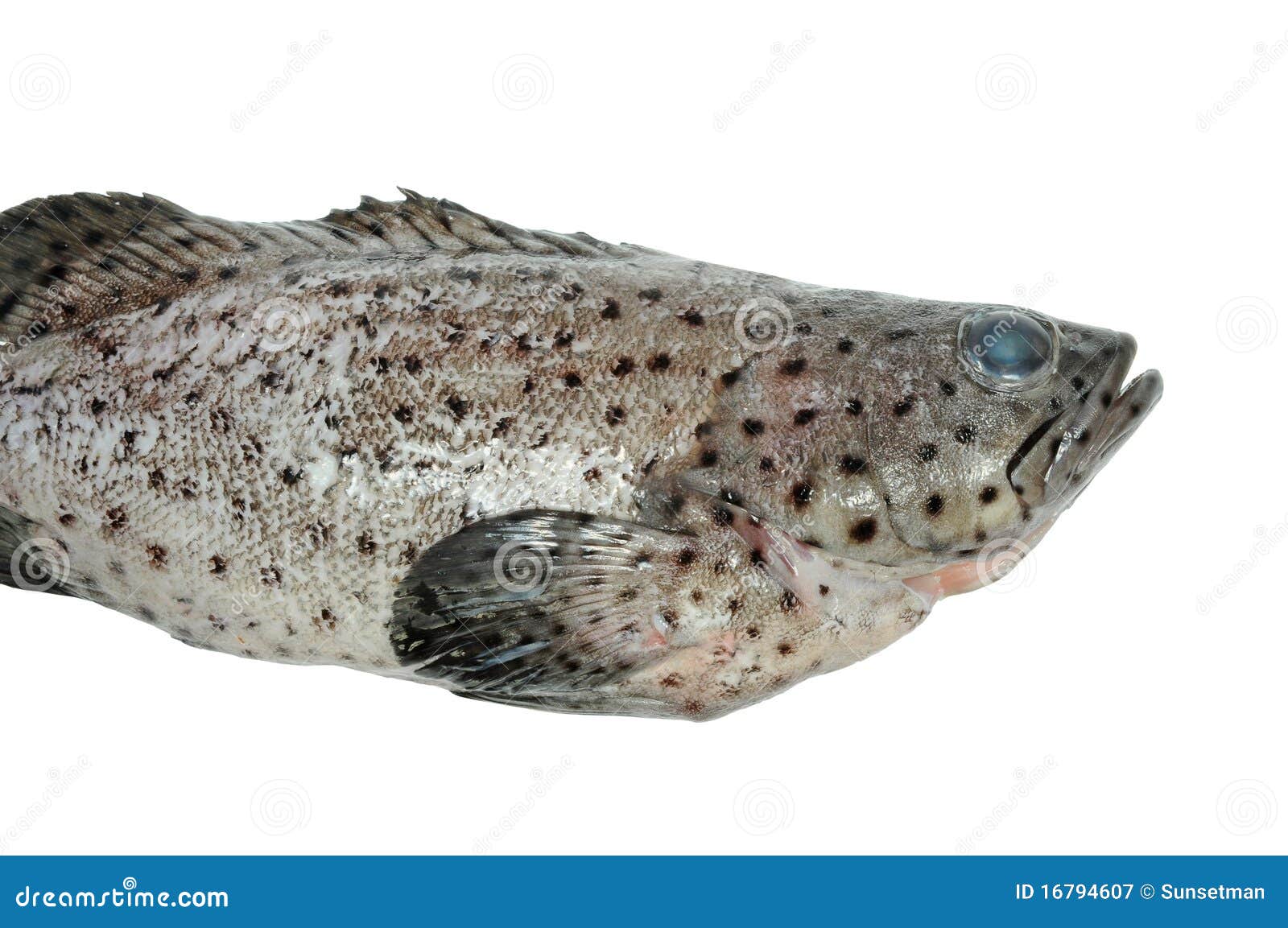 Black Grouper stock image. Image of culinary, seafood - 16794607
