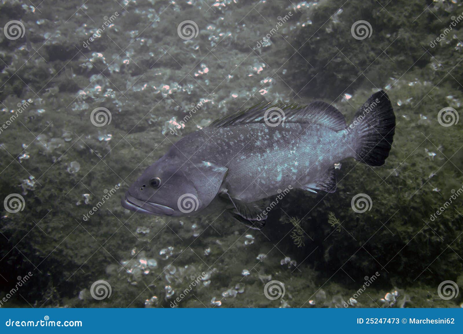 Black grouper stock image. Image of italy, water, food - 25247473