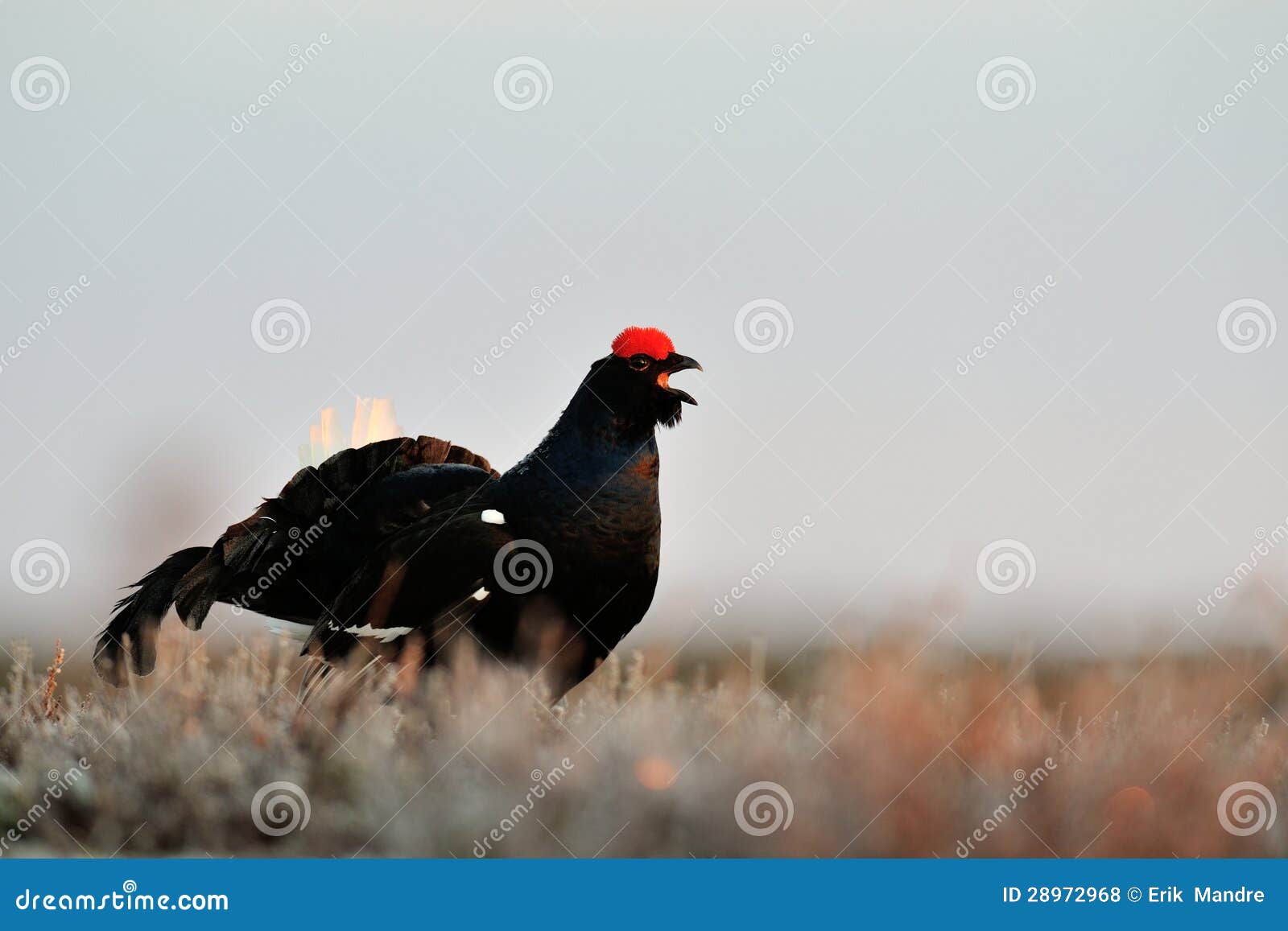 Black Grouse calling stock photo. Image of mist, gorgeous - 28972968
